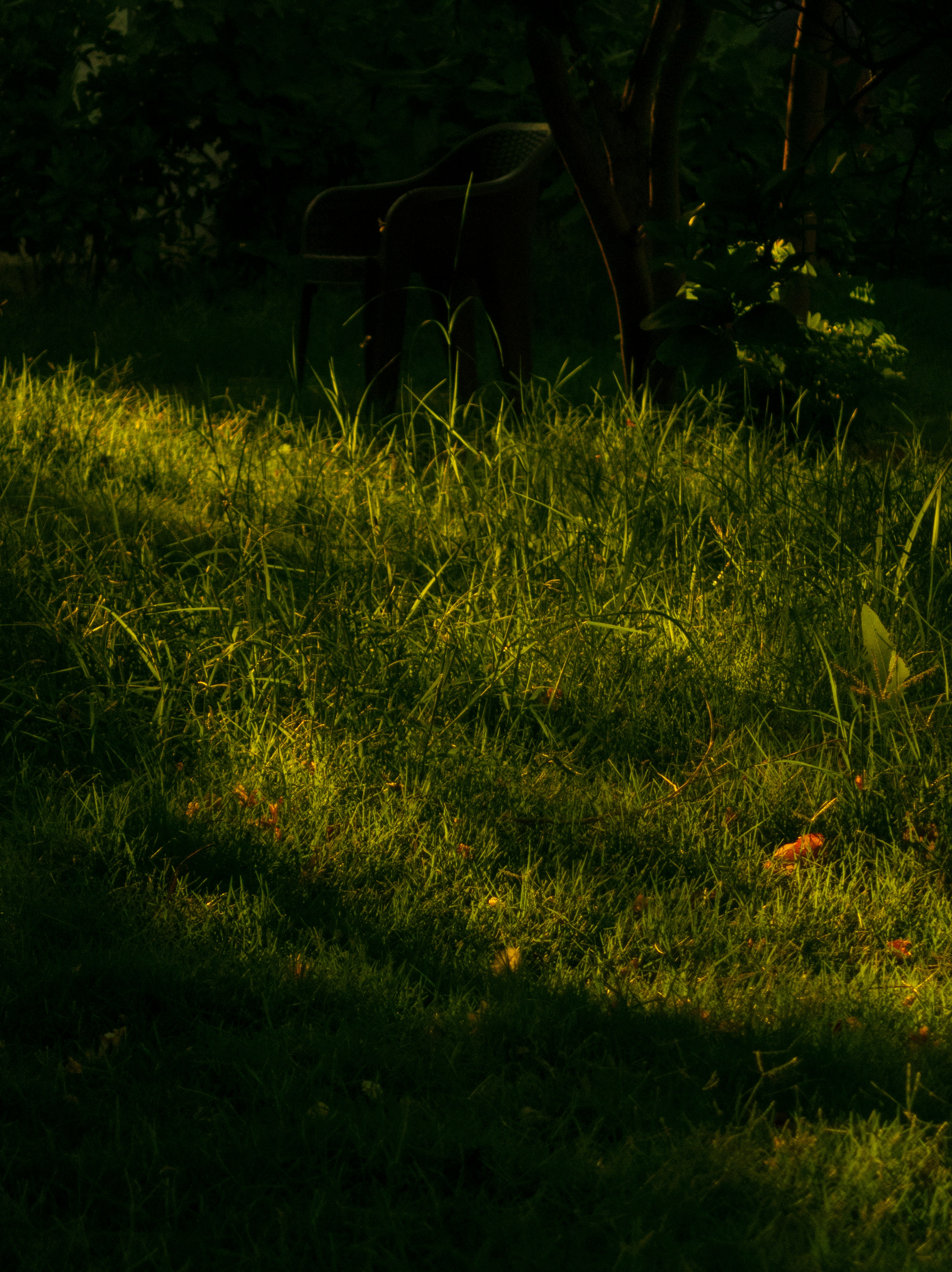 Sunlit Chair in a Quiet Garden