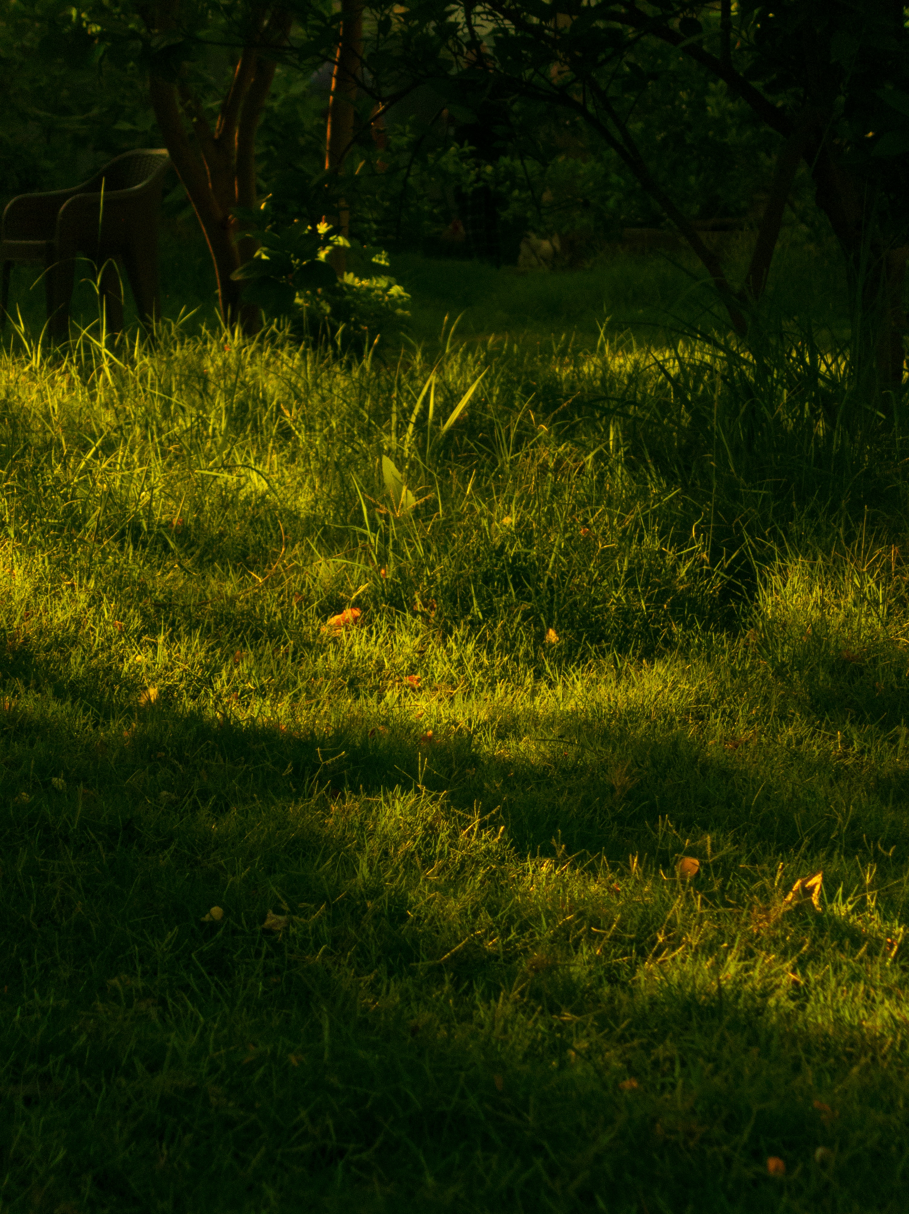 Sunlit Meadow Seeds: A Quiet Patch of Evening Light