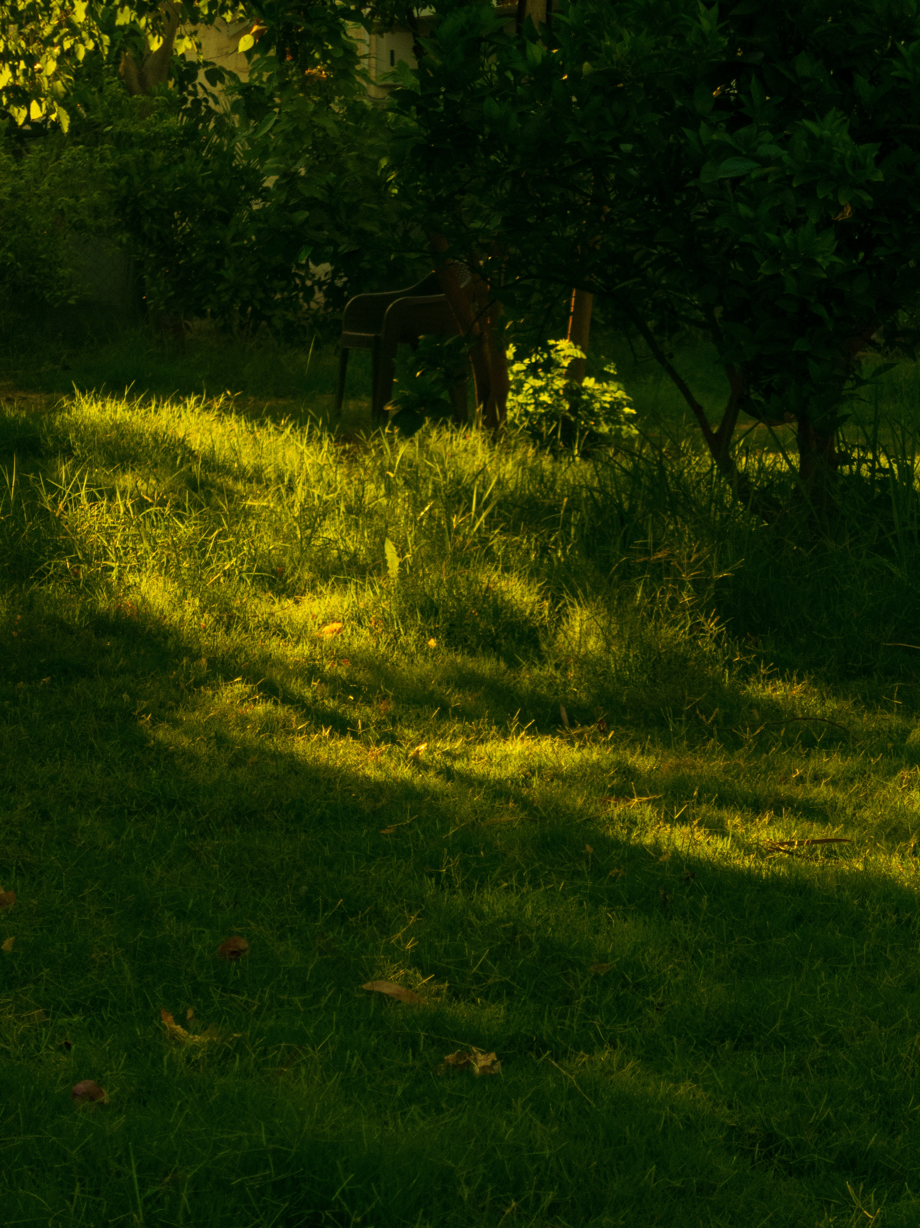 Sunlit Groove: A Quiet Bench Hidden in the Garden Shade