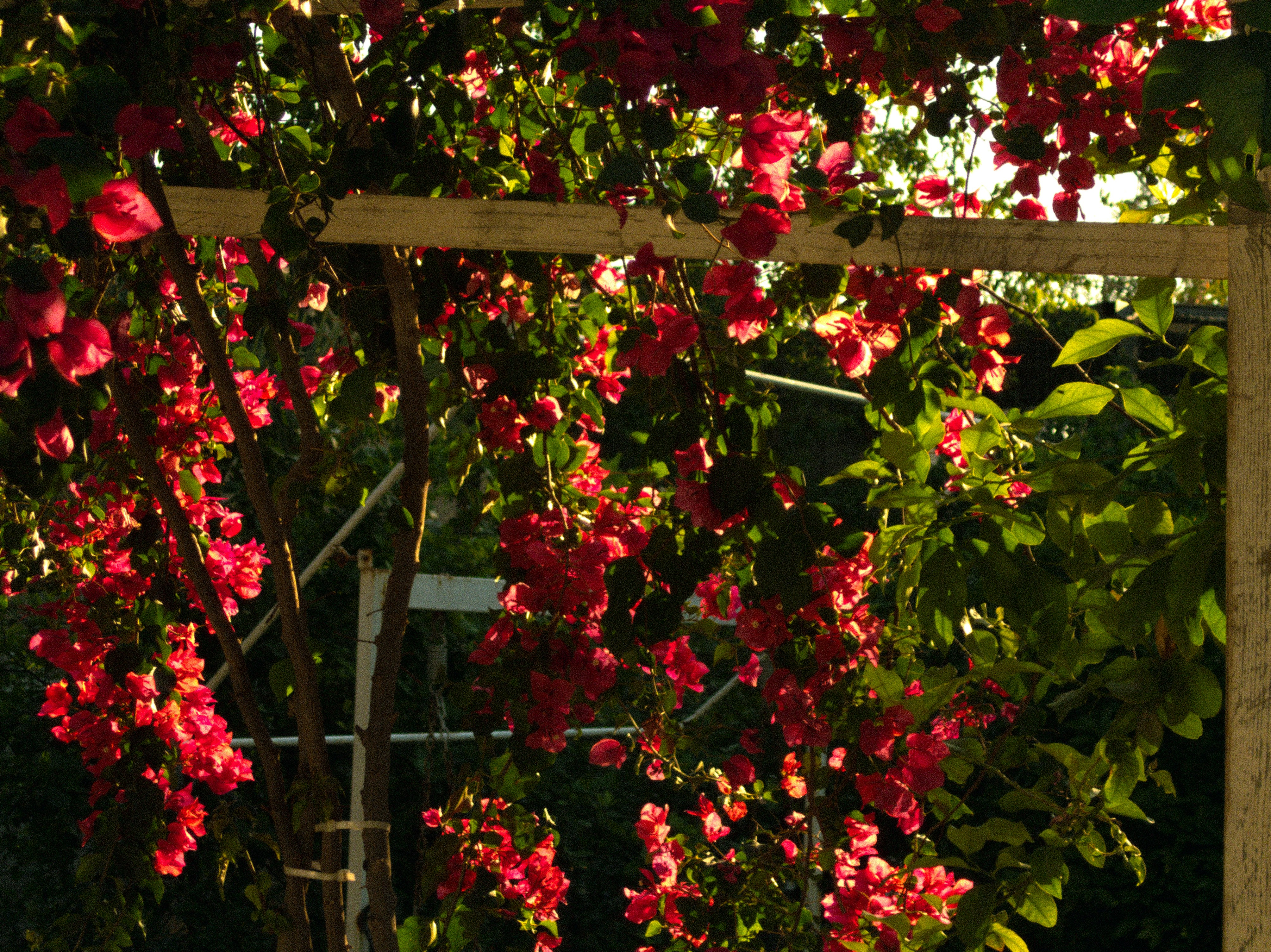 Verdant Wooden Arbor Framed by Blooming Roses