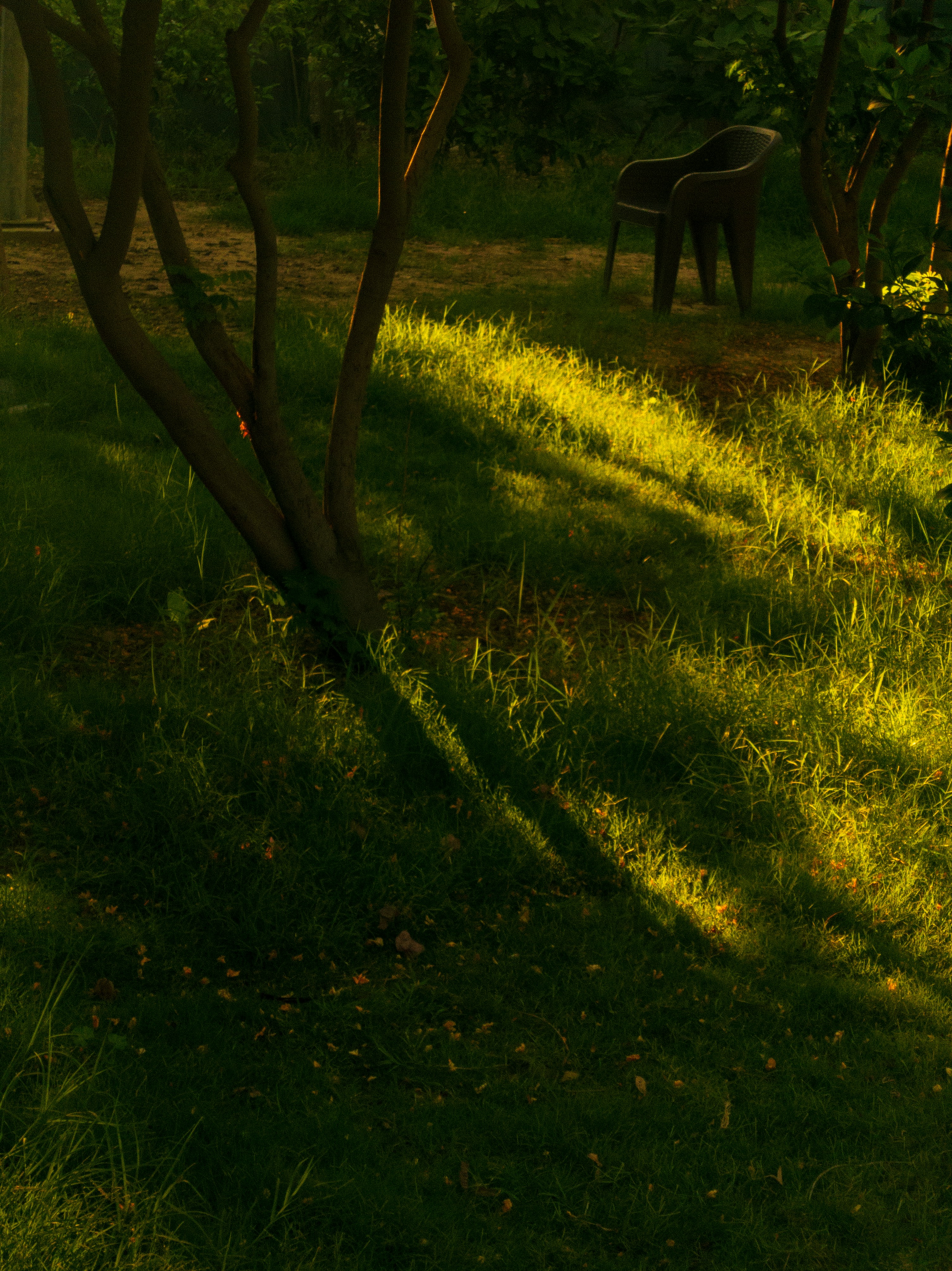 Golden Patches: Sunlit Clearing with a Single Chair
