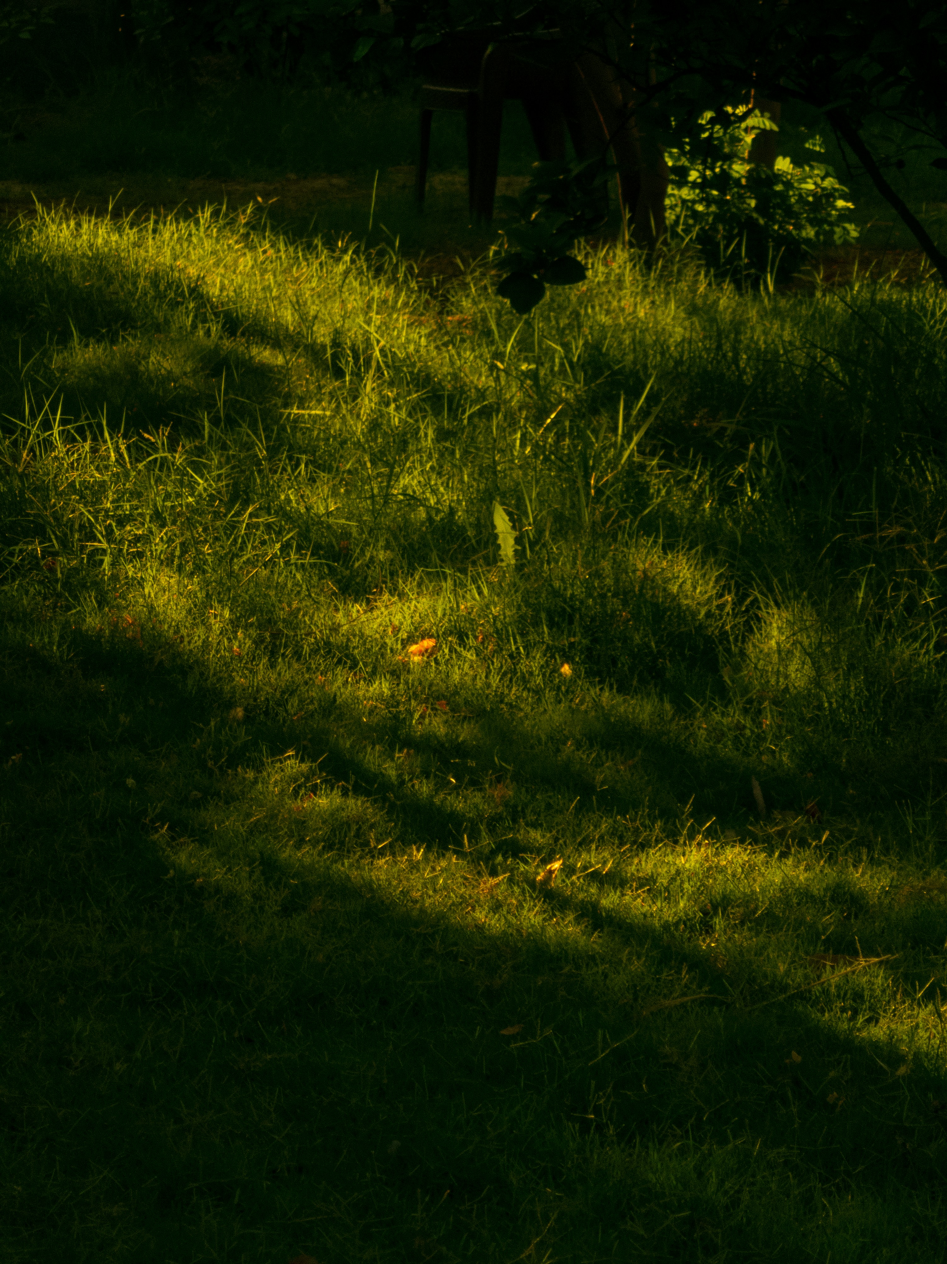 Sunlit Clearing: Evening Grass and Shadowed Lawn