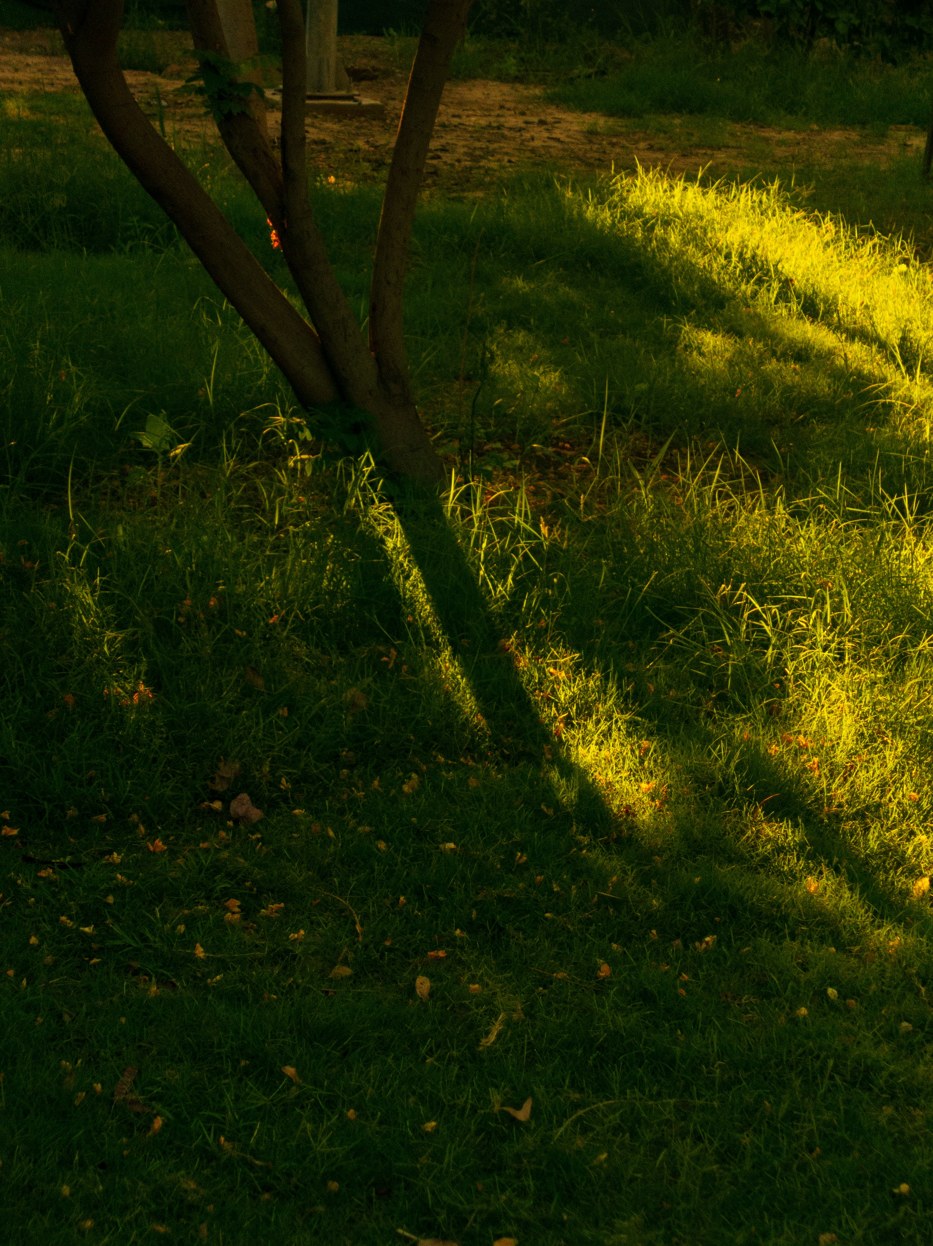 Sunlit Grass and Trunk Shadows in the Park