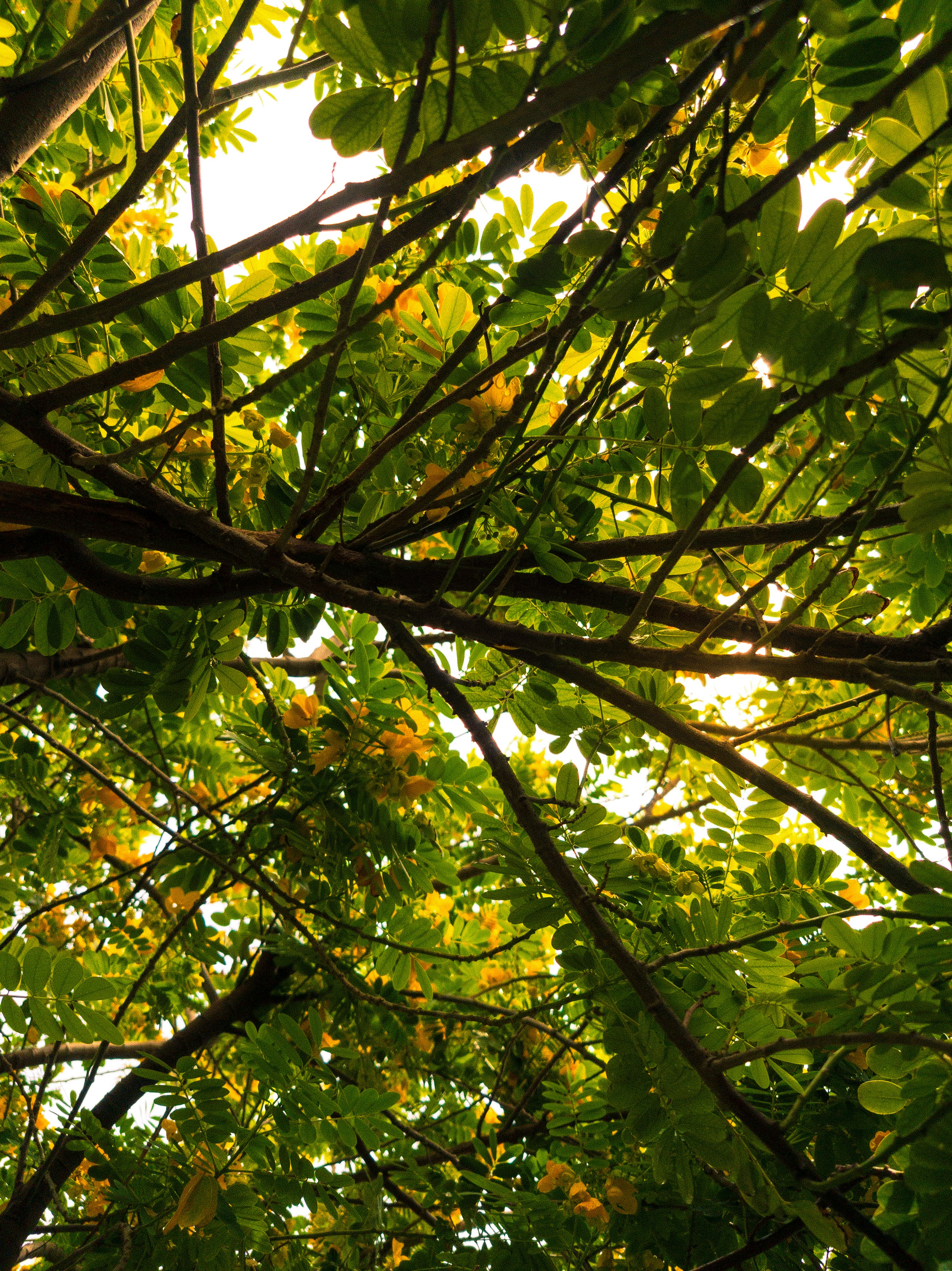 Sunlit Canopy: A Verdant Network of Branches and Leaves