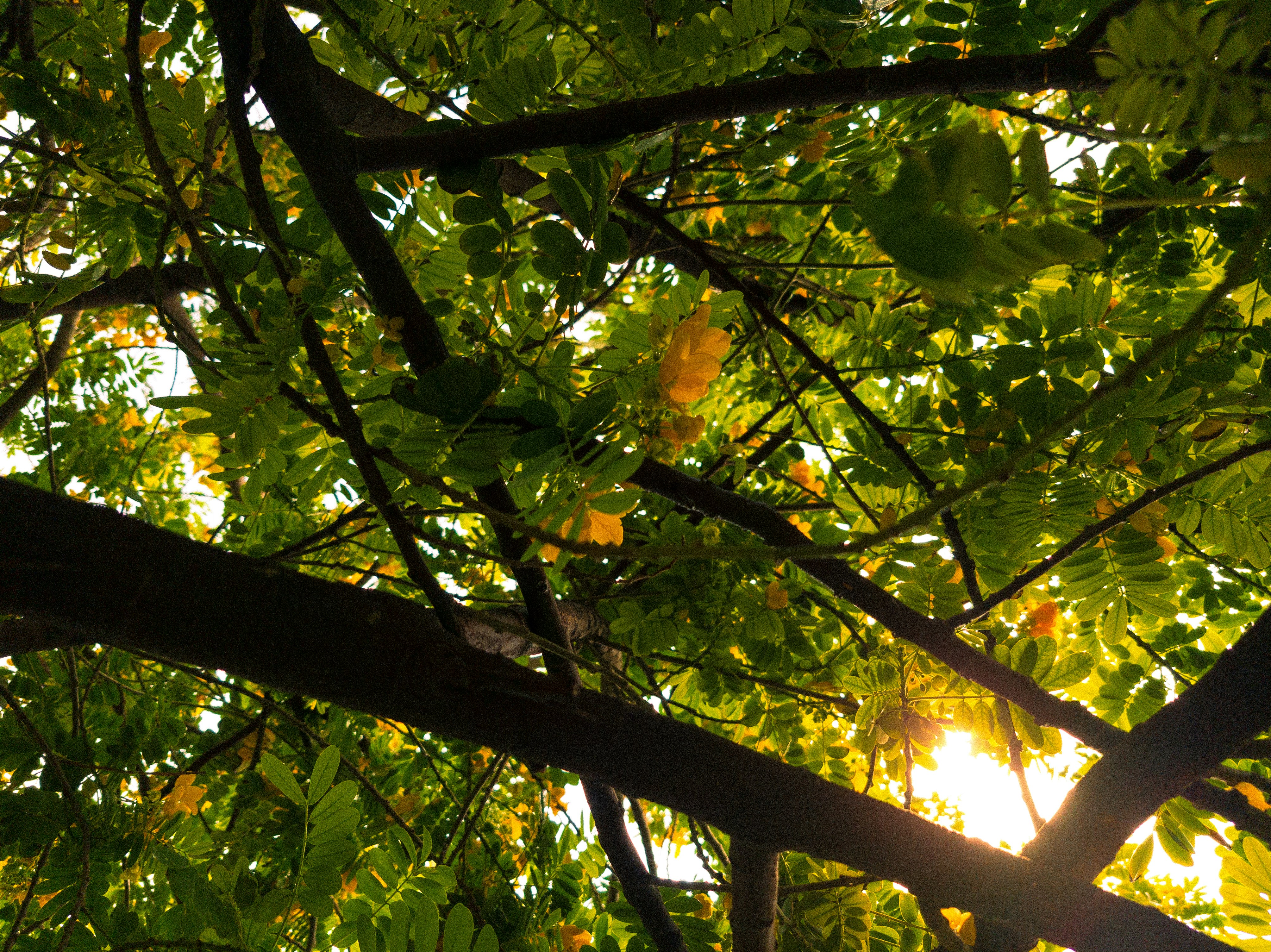 Sunlit Foliage: Framing the Quiet Glow Through Leaves