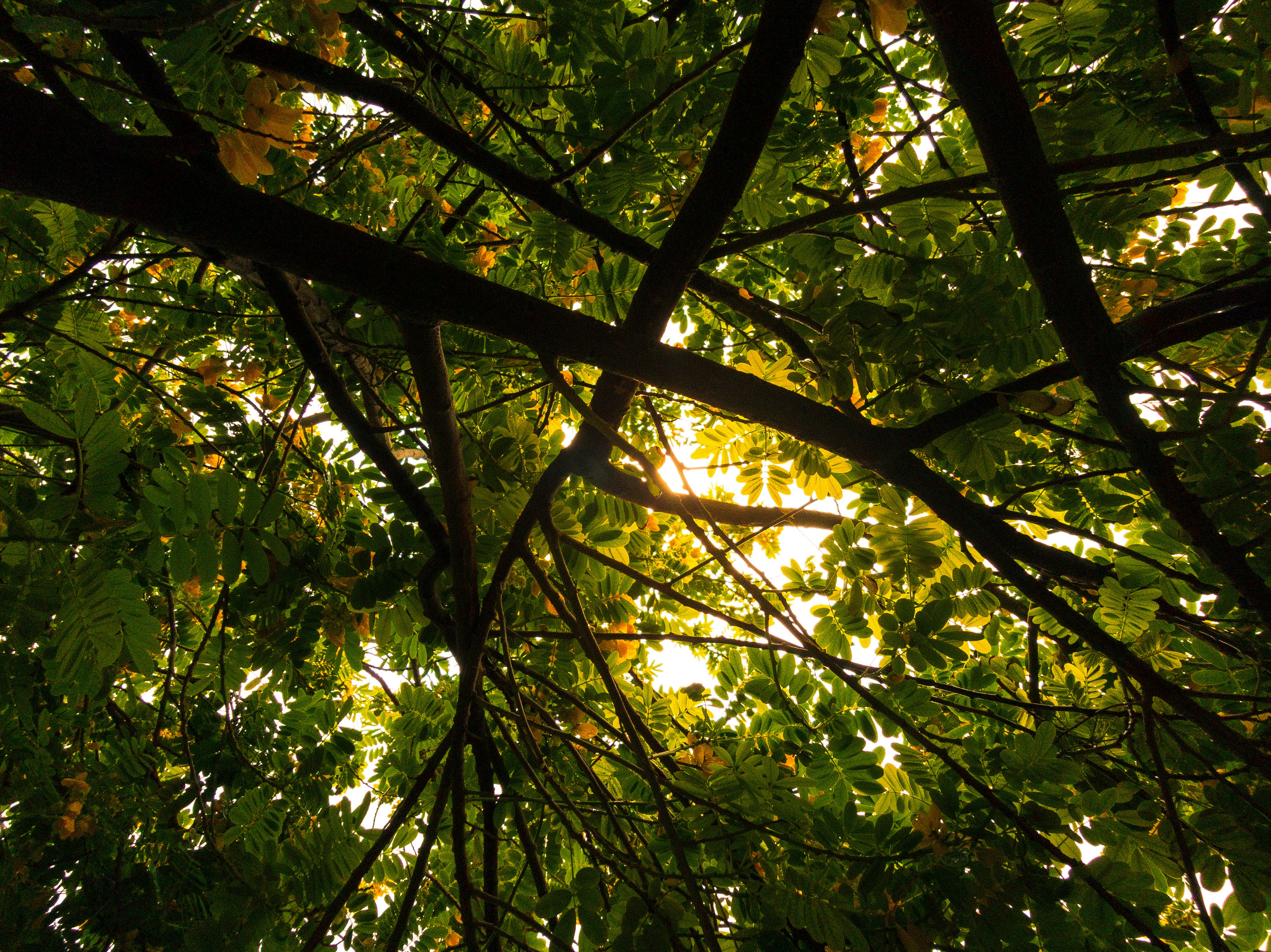 Sunlit Canopy: Branches Framing Dappled Light