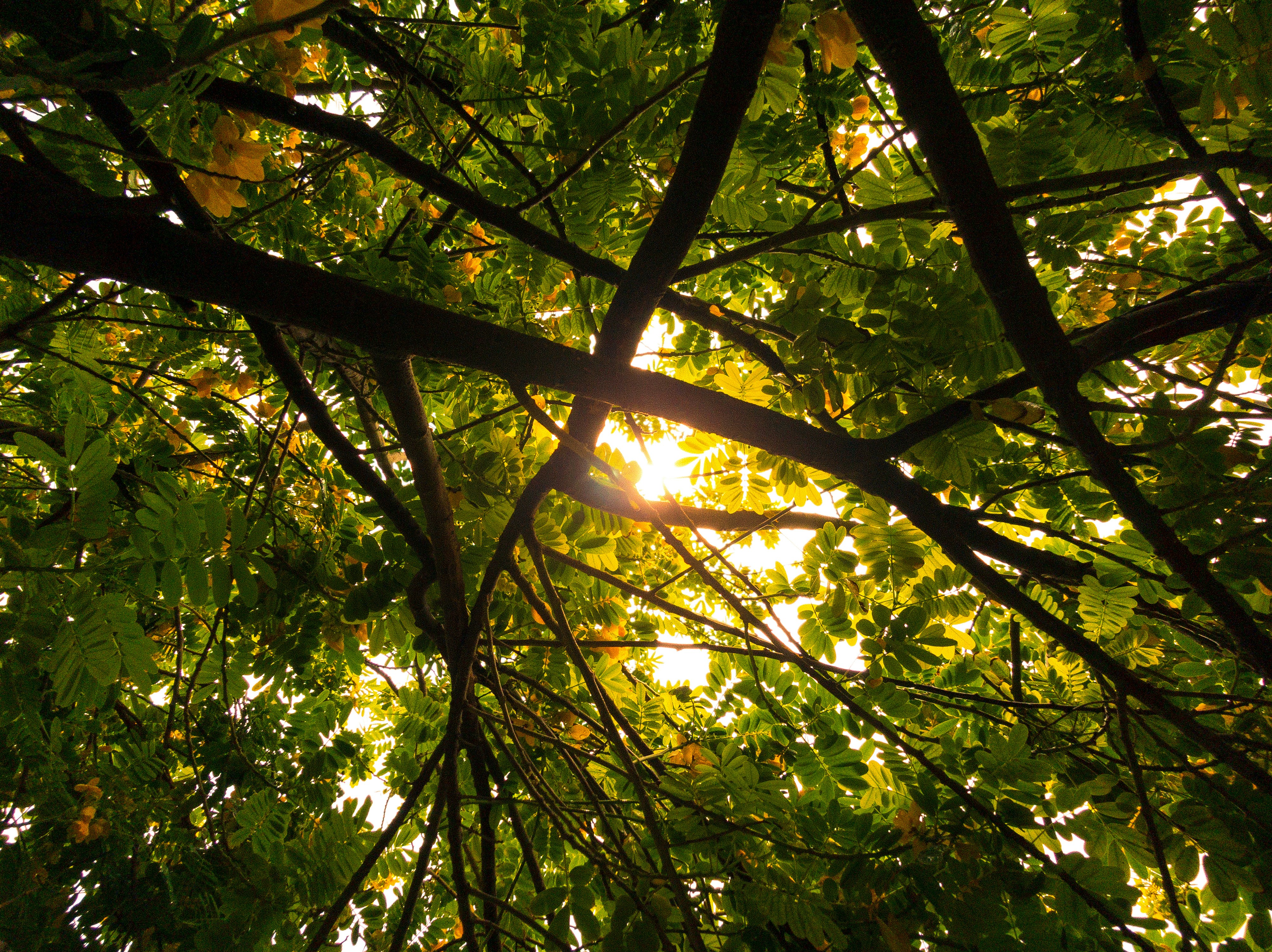Sunlight Tangled in Green Canopy