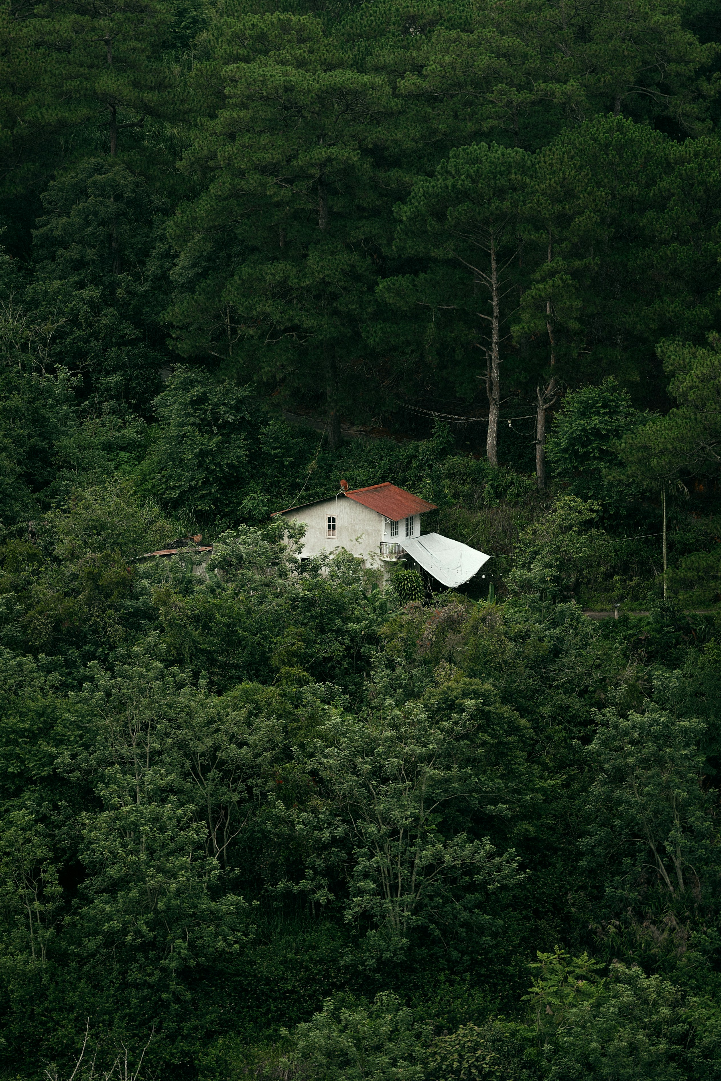 White House Amid the Pines: A Quiet Cabin on the Forested Slope
