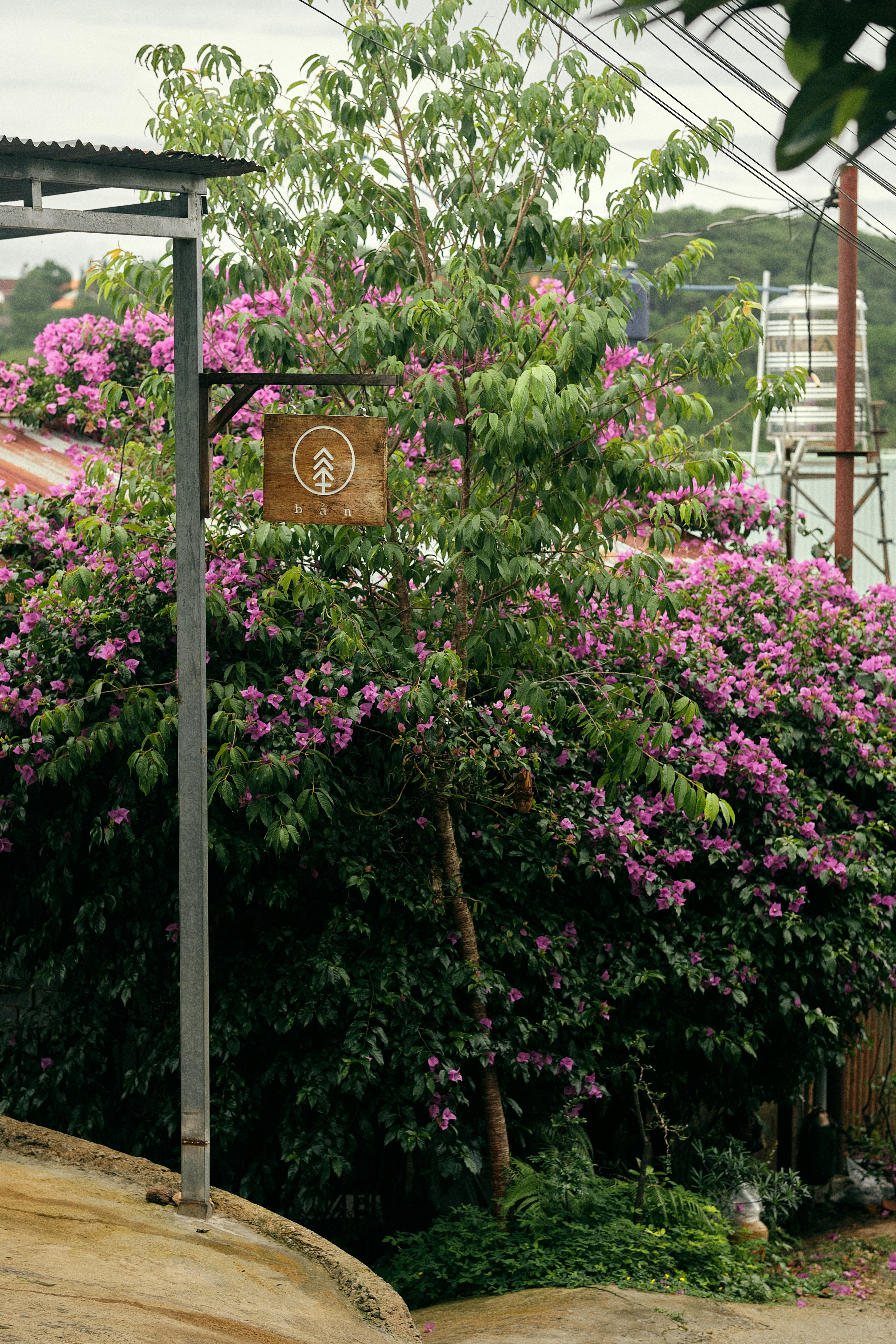 Woodland Emblem Amid Bougainvillea: A Quiet Street Sign in Bloom