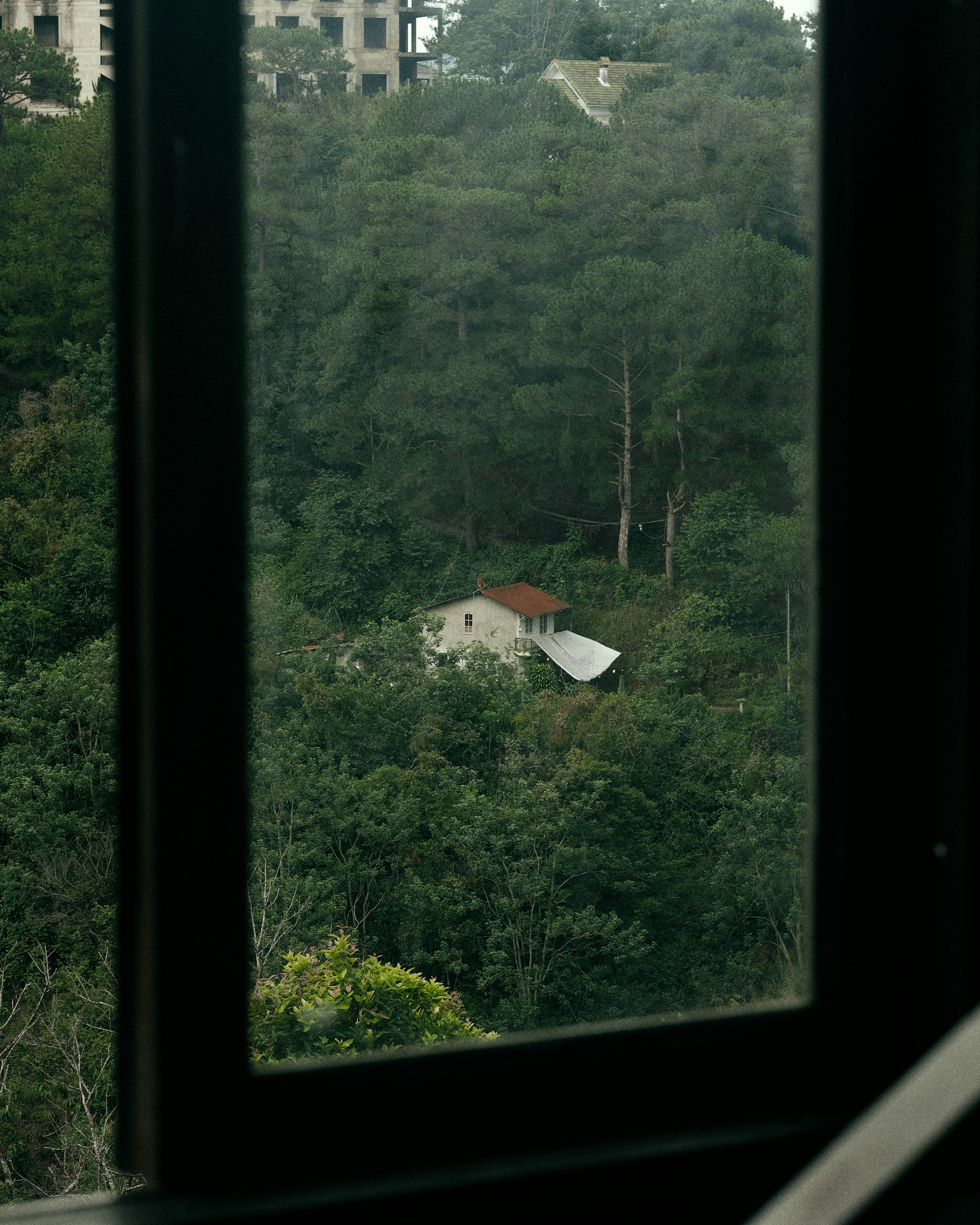 Windowed Orchard: A Solitary House Amid Dense Greenery Framed by Aperture