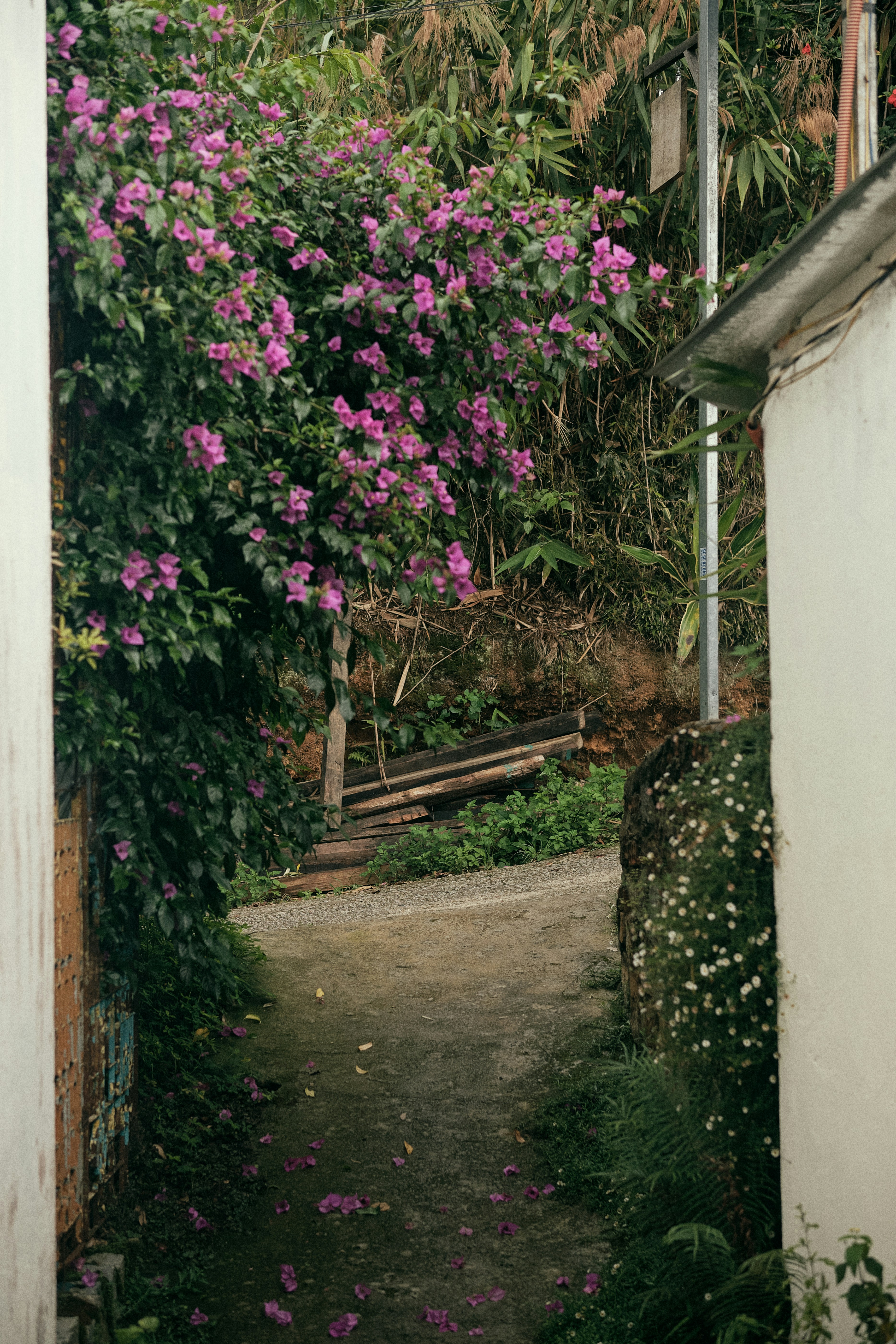 Bougainvillea Corridor: A Narrow Path Framed by Floral Clusters