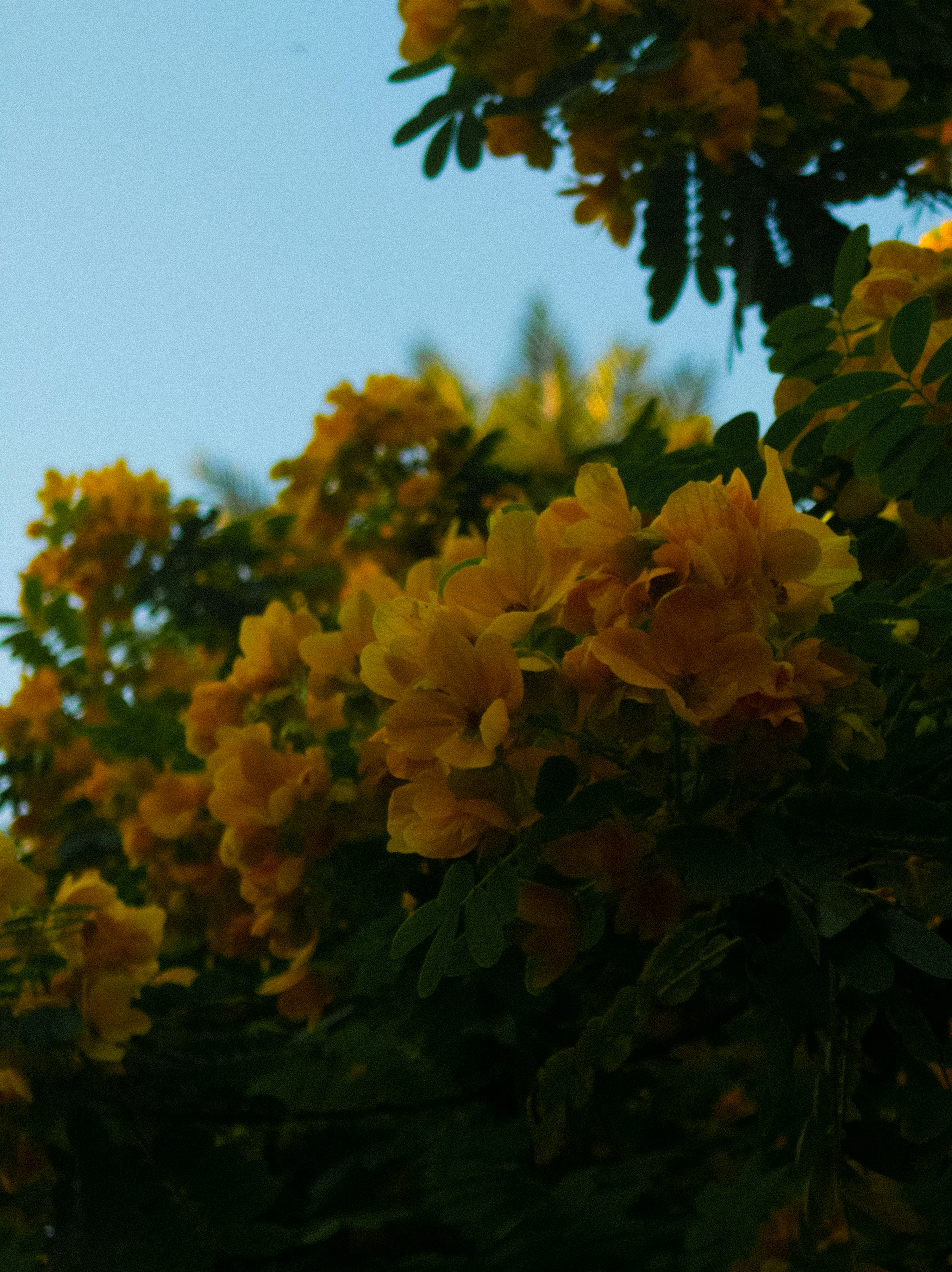 Golden Blooms Cascade in Autumn Light