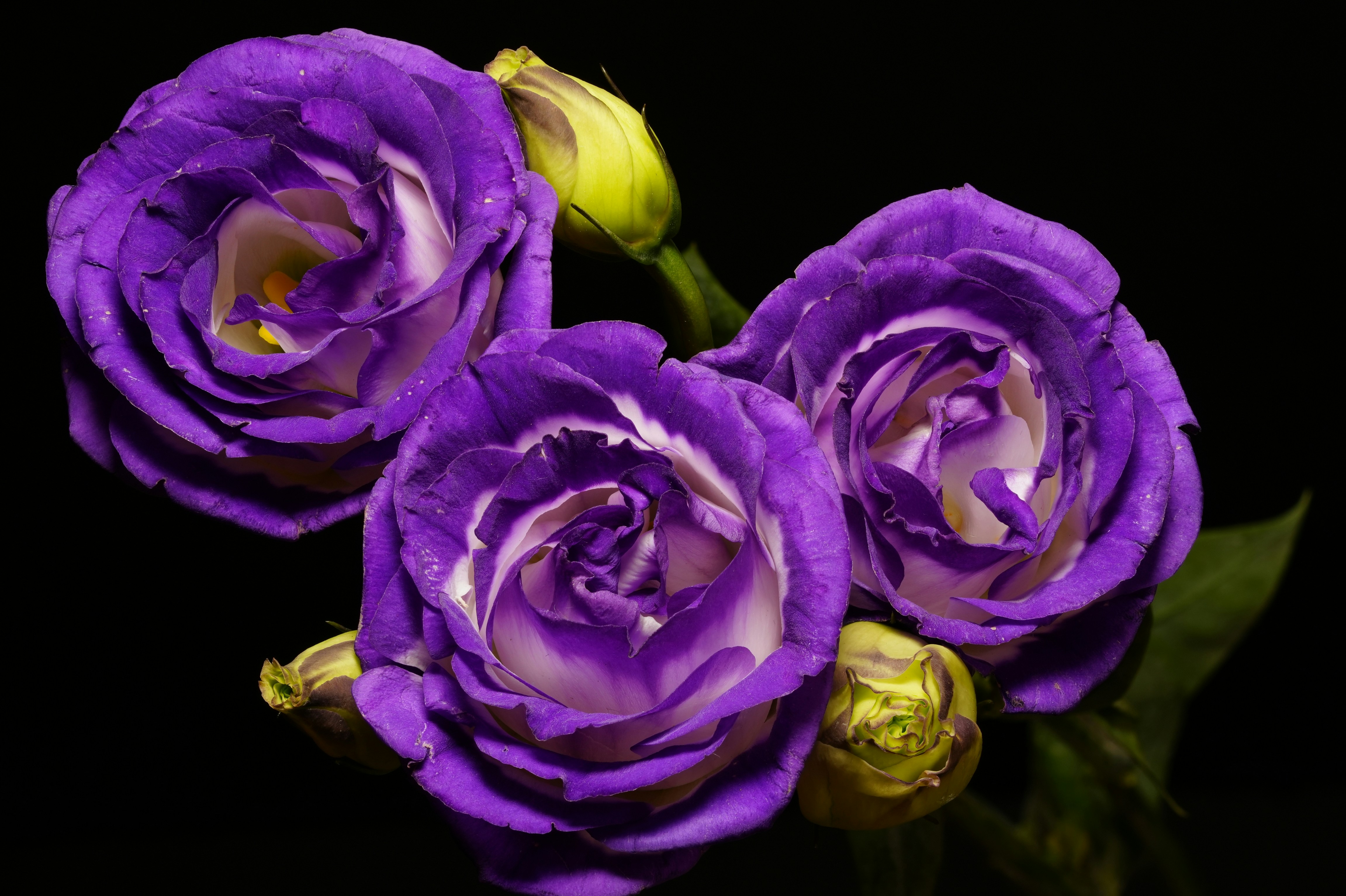 Midnight Bloom: Violet Roses Against Obsidian