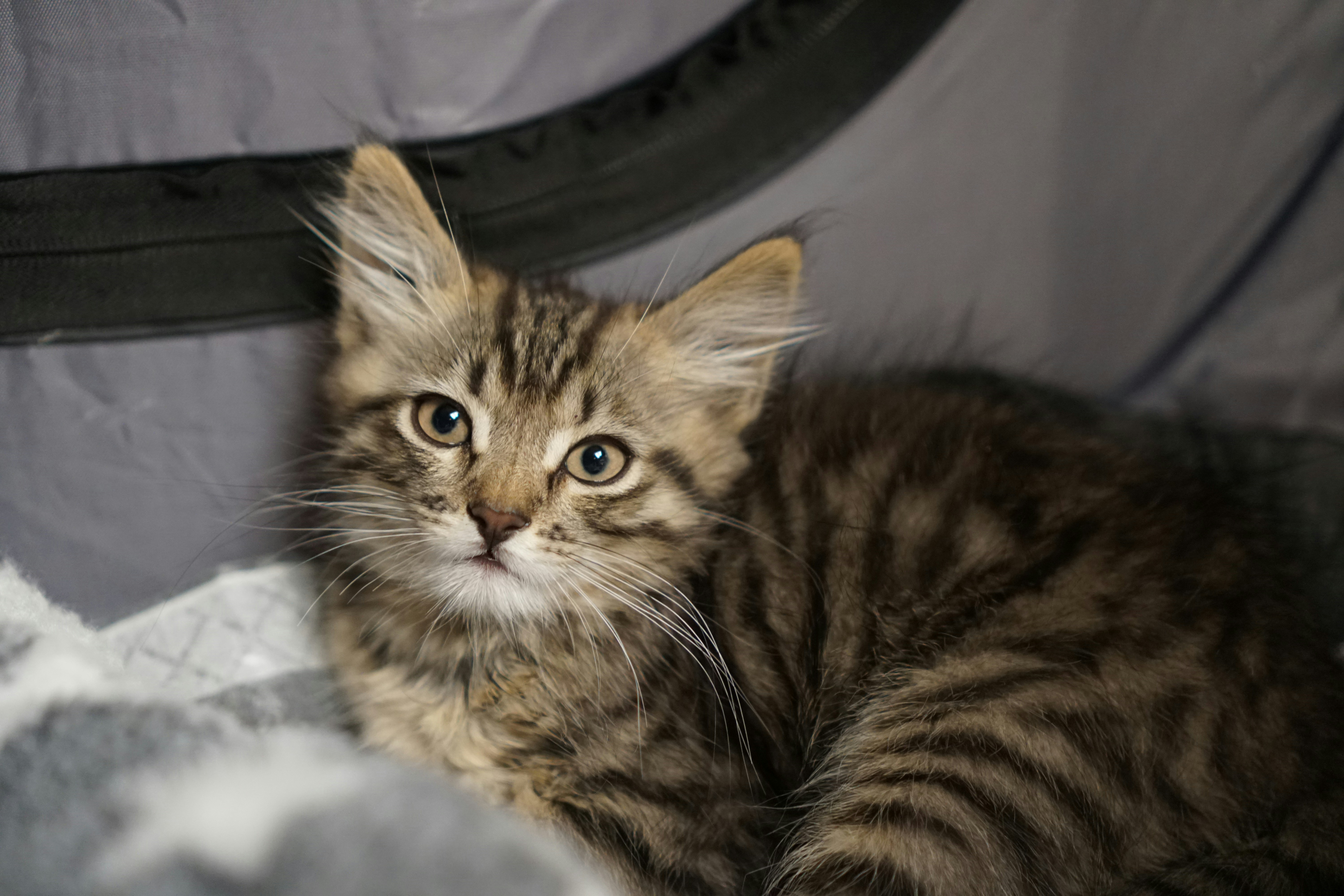 Emerald Eyes in a Cozy Den: A Curious Kitten in Low Light