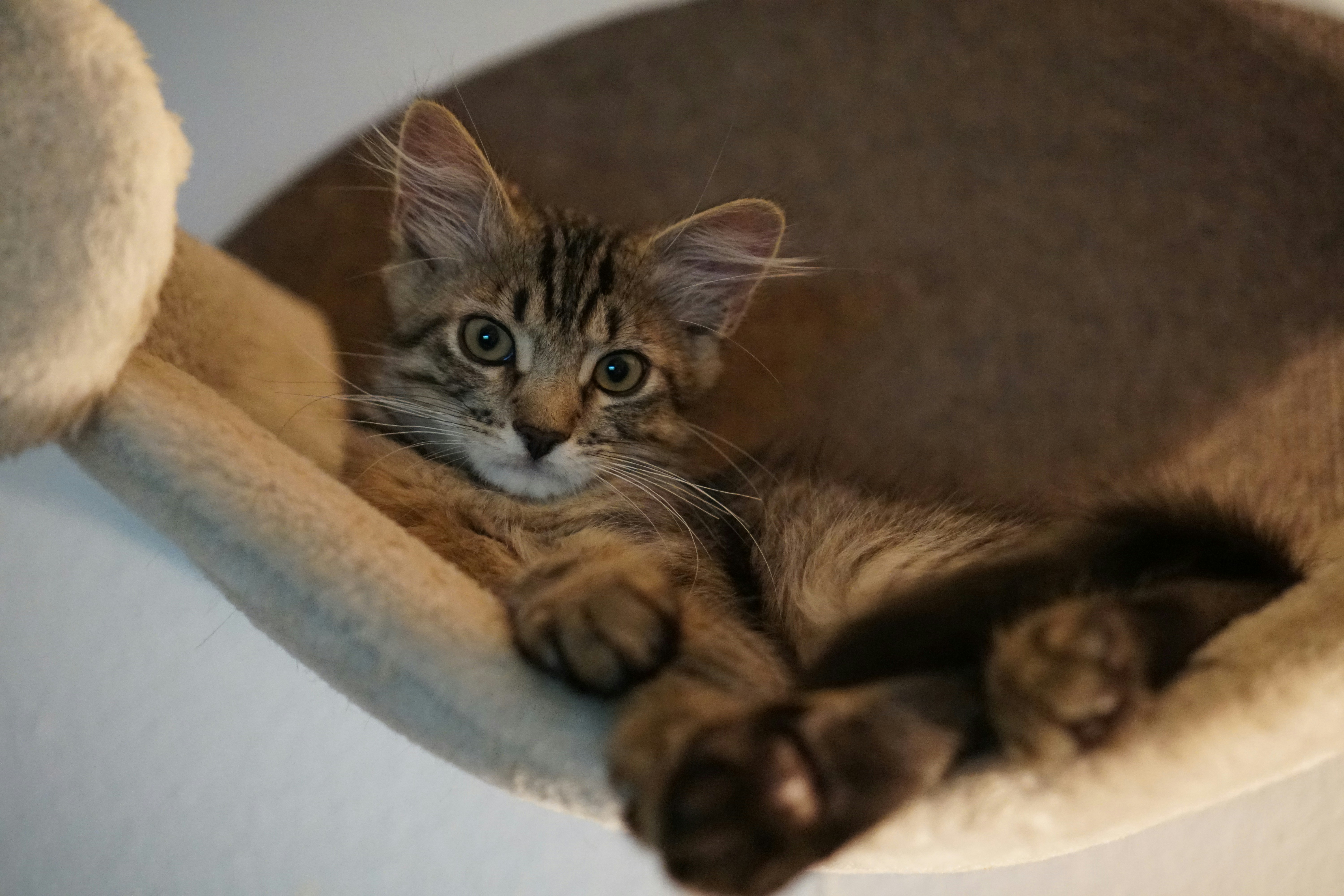 Curled Curiosity: A Kitten’s Whisper in a Sunlit Nook