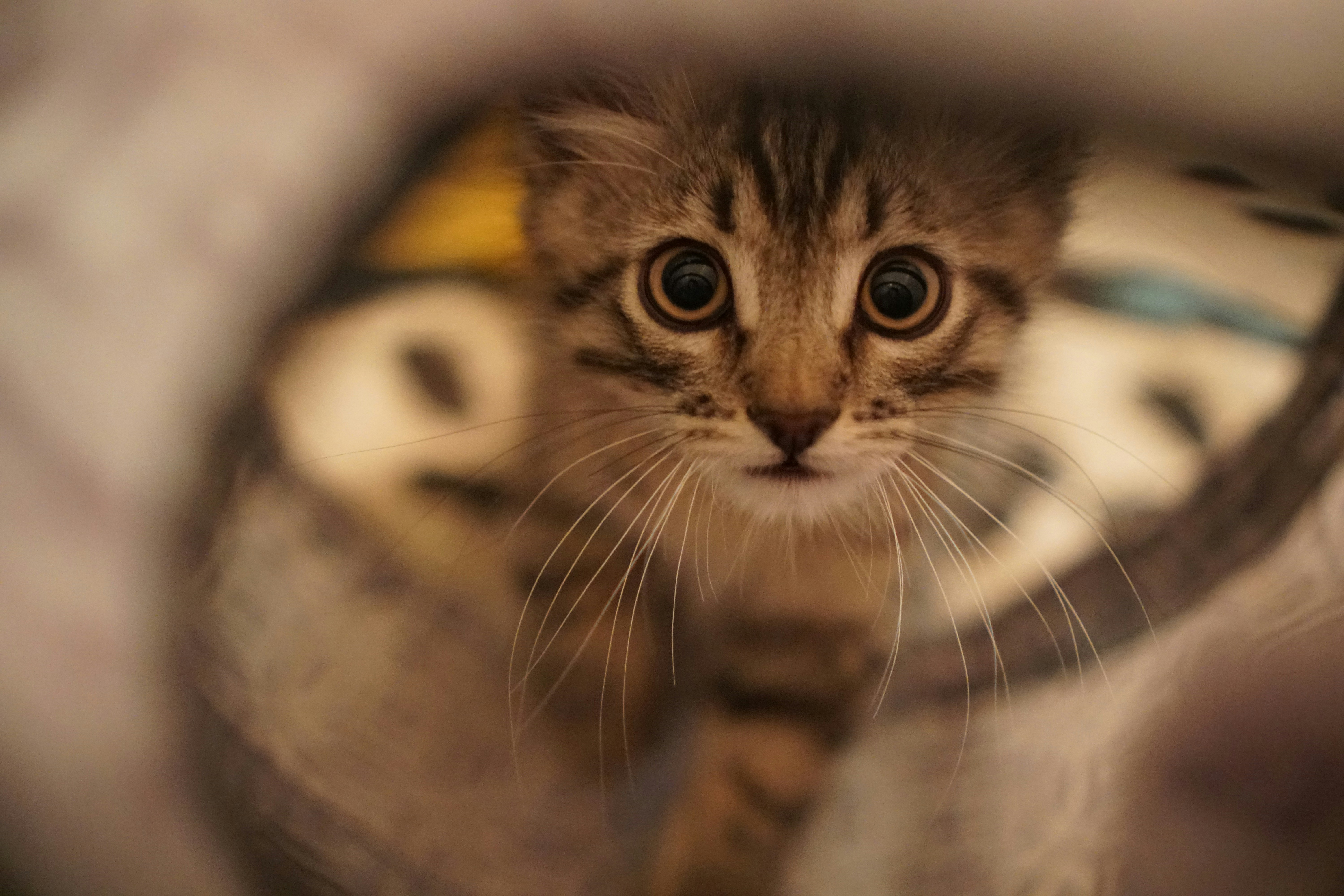 Curious Kitten Through a Tunnel of Warm Light