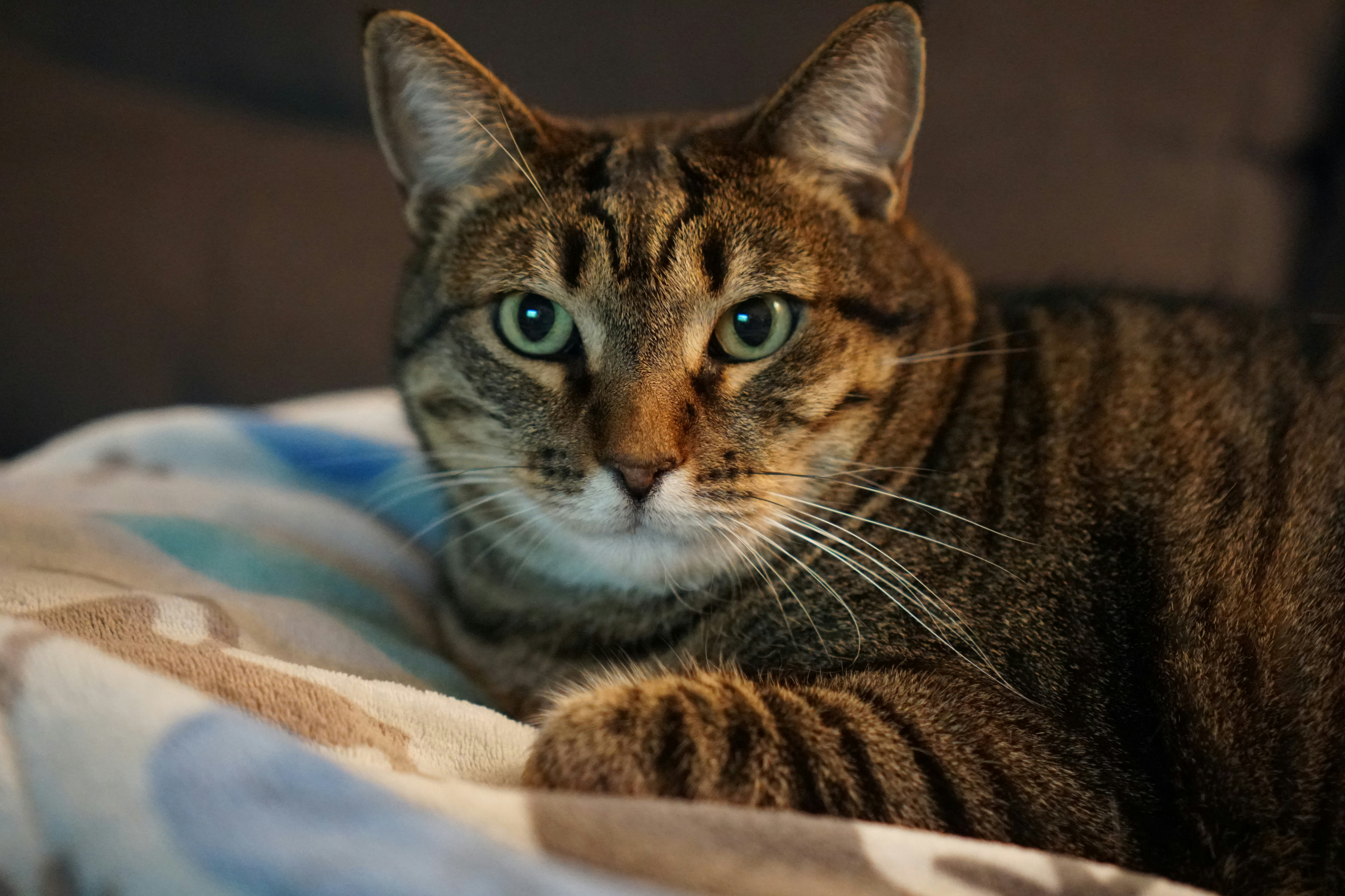 Calm Feline Gaze: A Quiet Moment on the Cozy Blanket