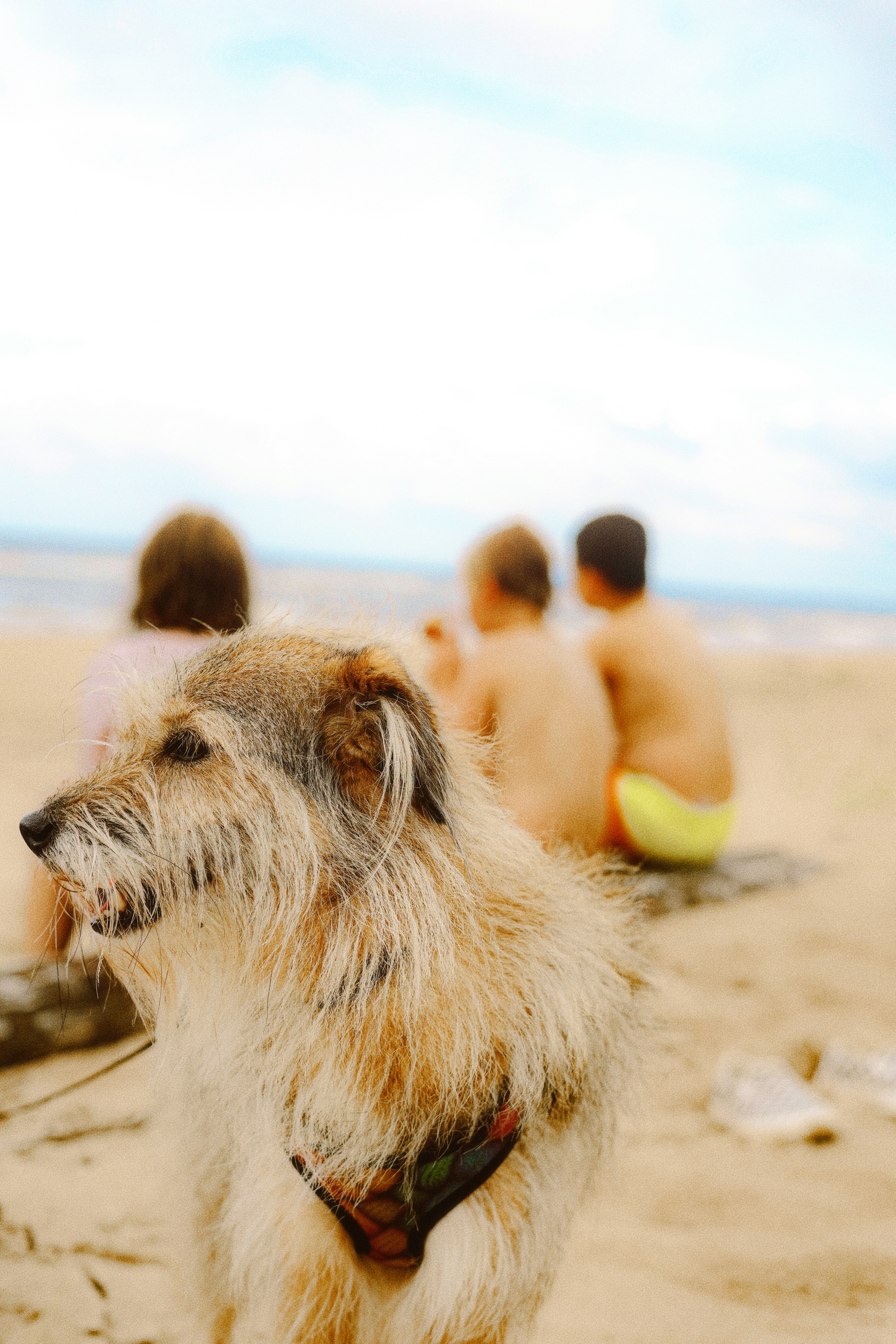 Coastal Portrait with a Scruffy Beach Snout