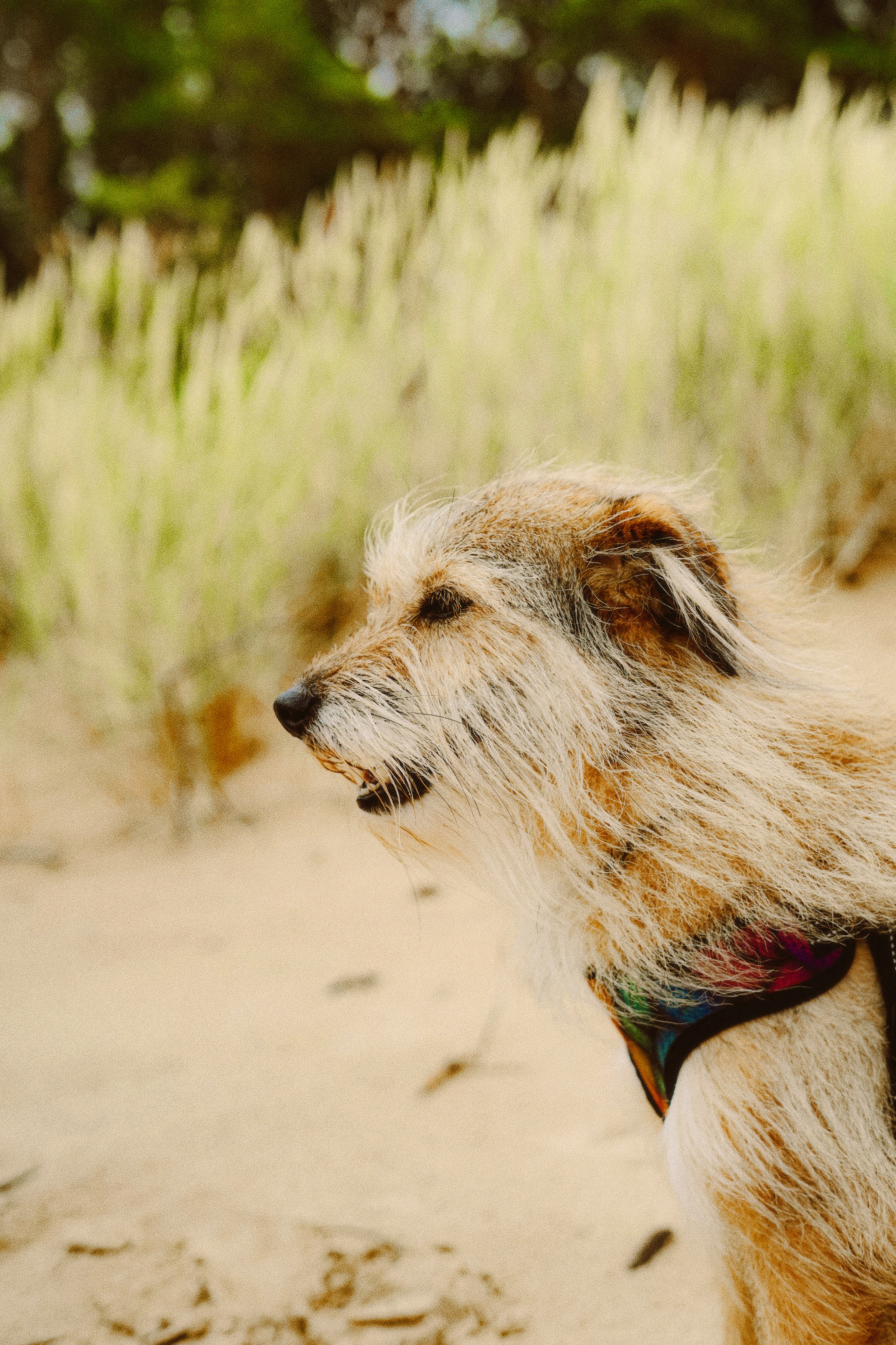 Bearded dog in a sandy, sunlit landscape, captured in profile with tall grasses in the background; appears as a candid outdoor portrait with a colorful harness hinting at an active outdoor scene.