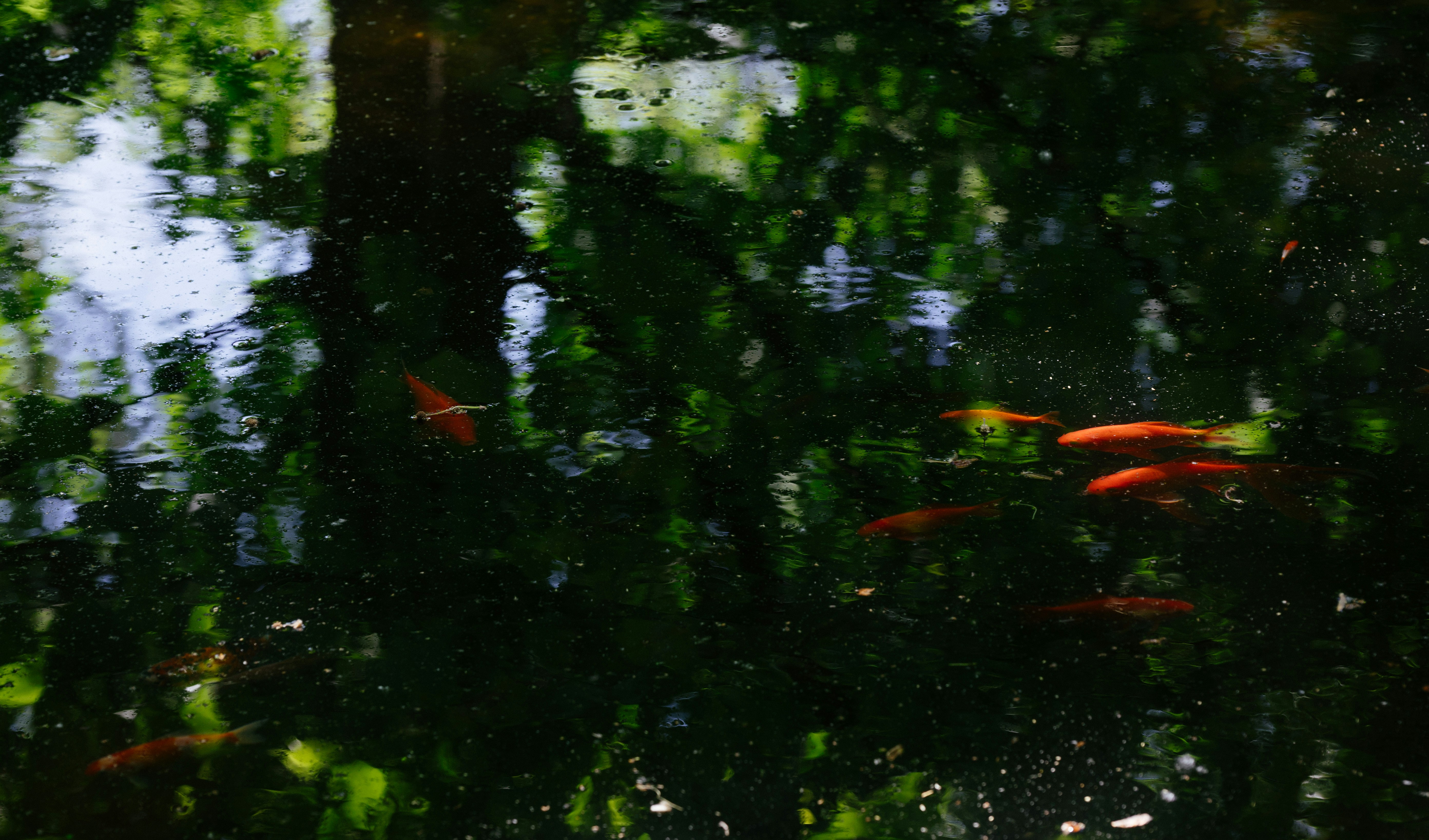 Red Koi Silhouettes Drift Through Quiet Reflexes