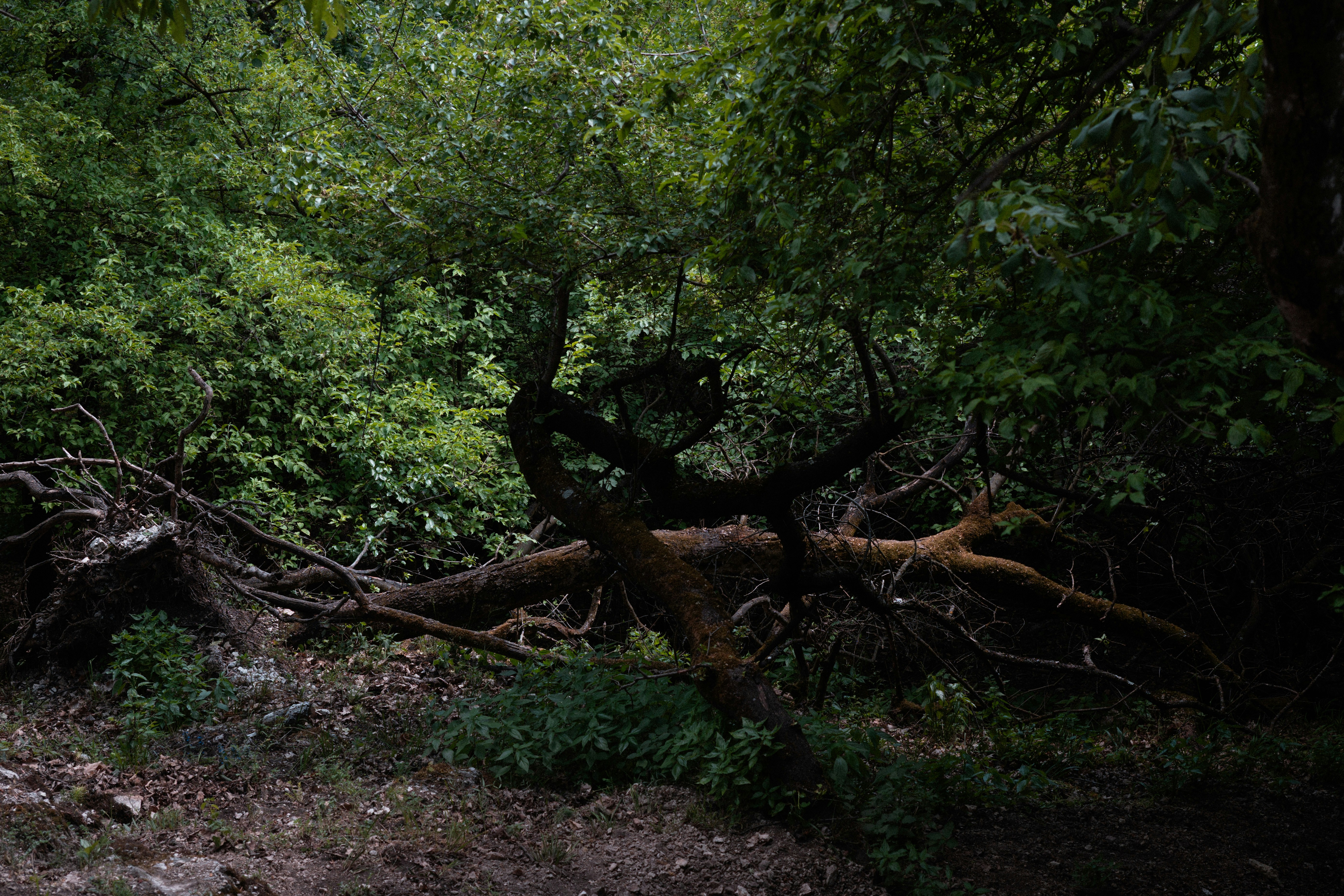 Fallen Giant Beneath the Canopy
