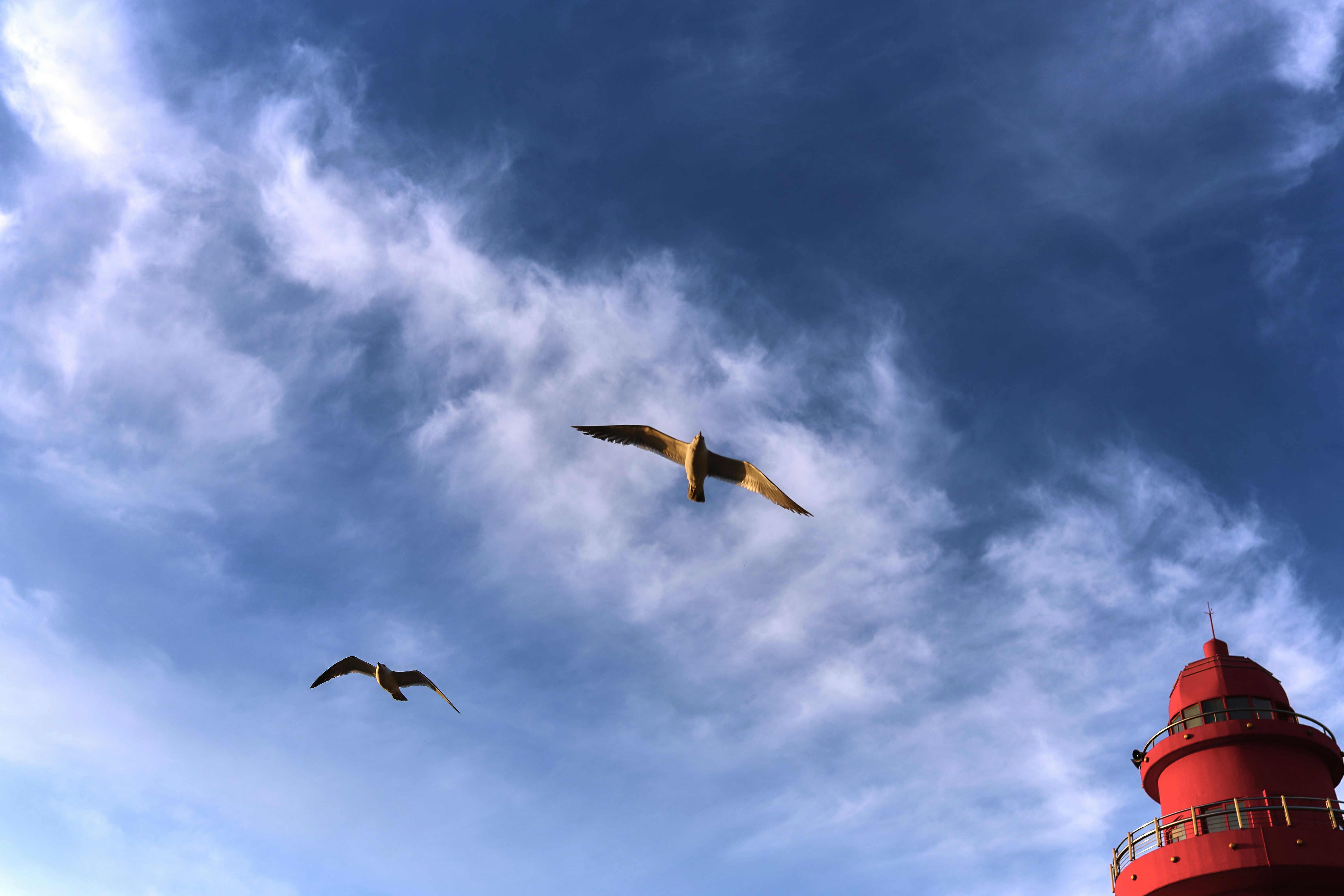 Seabirds on the Breeze: A Distant Encounter by the Red Lighthouse