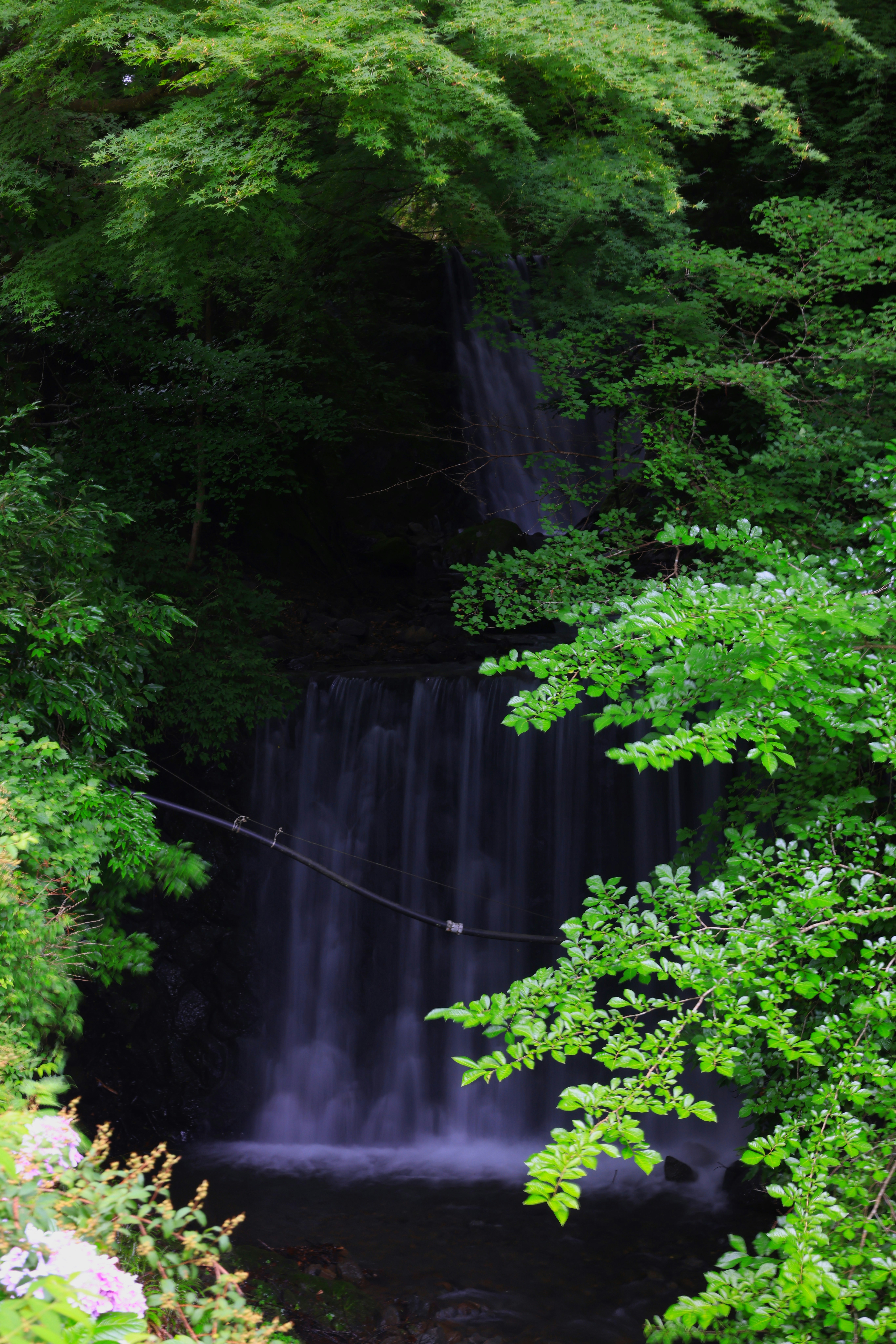 Emerald Curtain: A Quiet Cascade Hidden Among Green Canopy