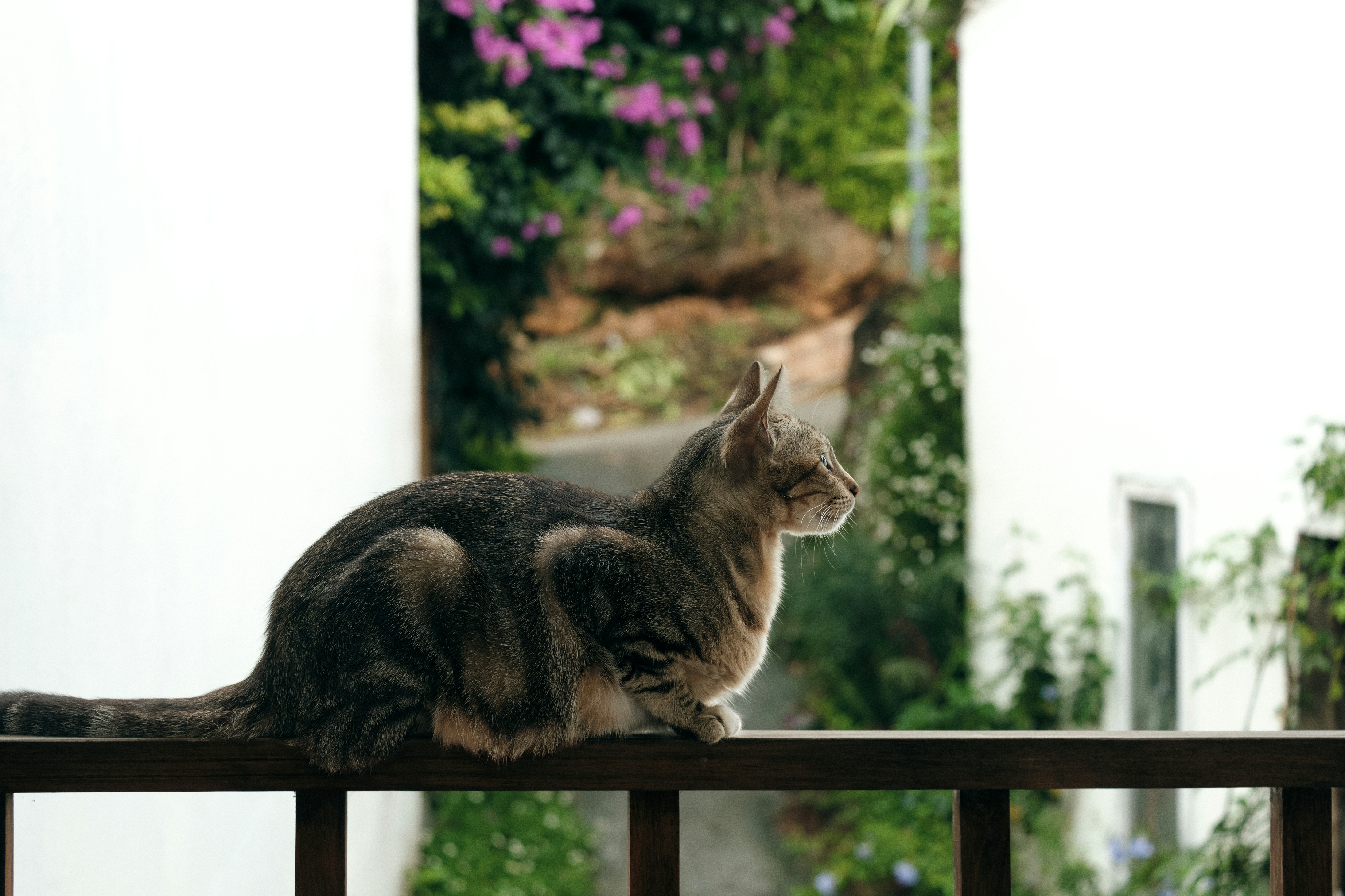 Quiet contemplation: a tabby cat rests along a sunlit balcony railing