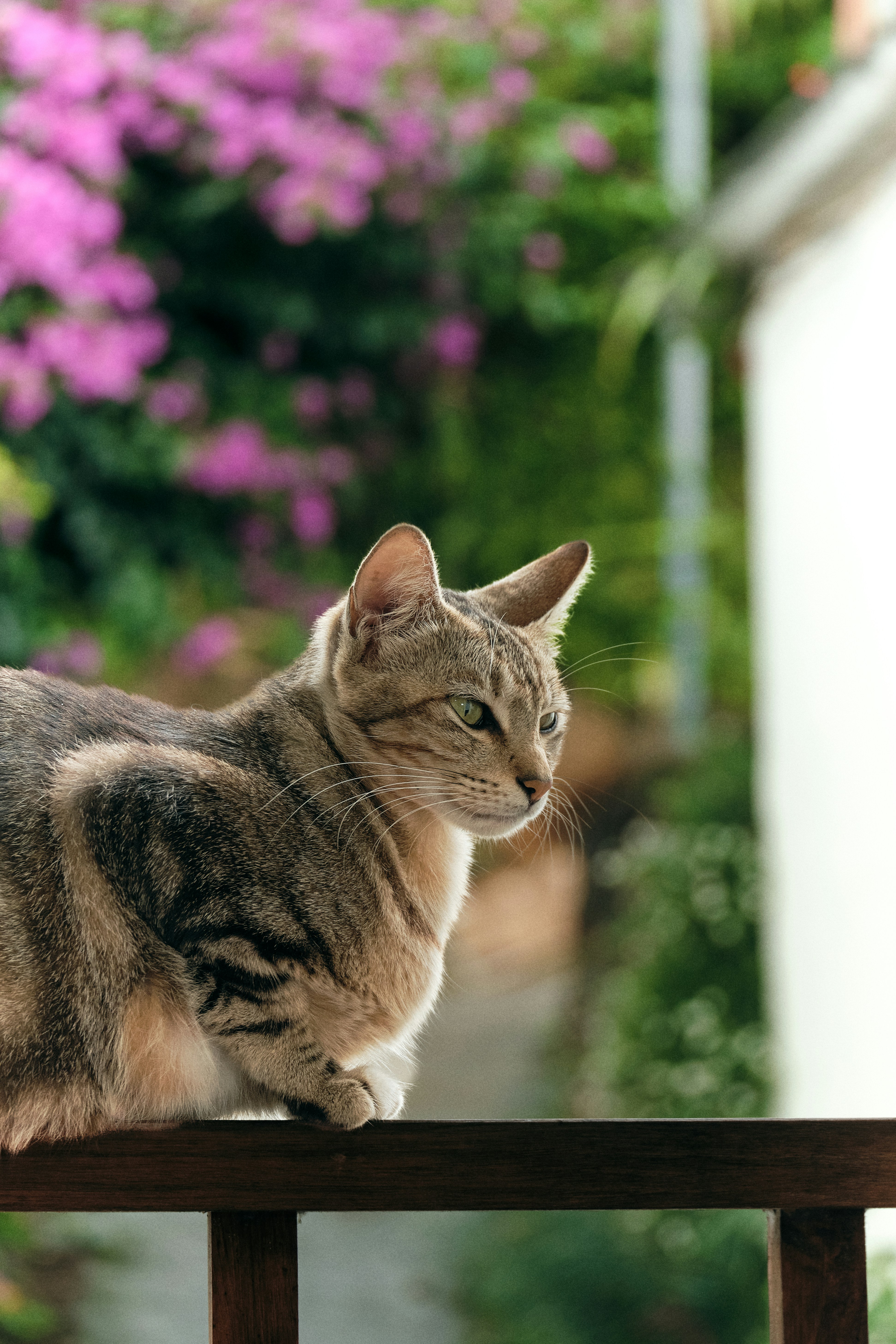 Graceful Tabby on a Weathered Railing