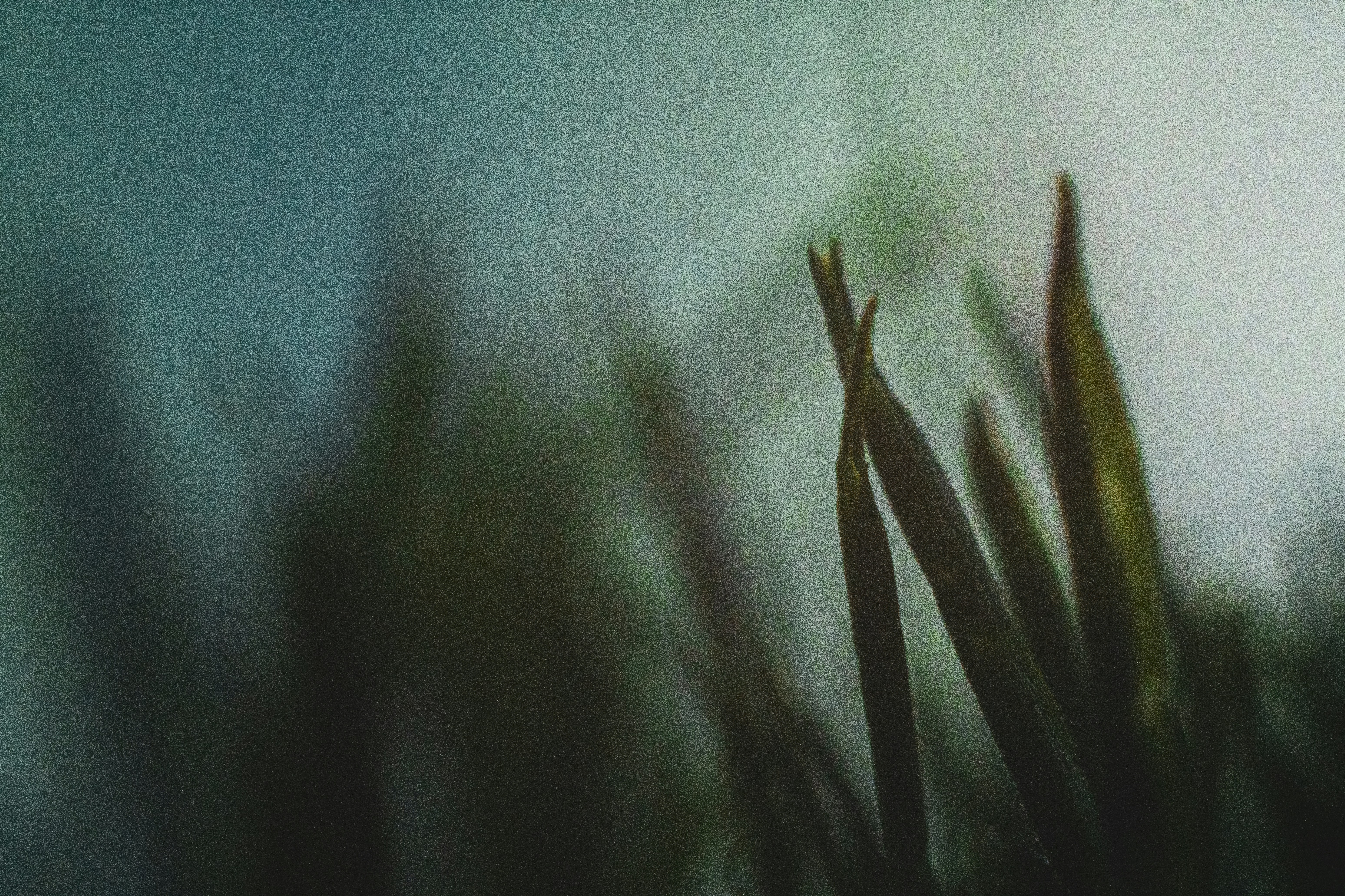 Close-up of dew-dusted grass blades in a soft, blurred background with a moody, vignette glow.