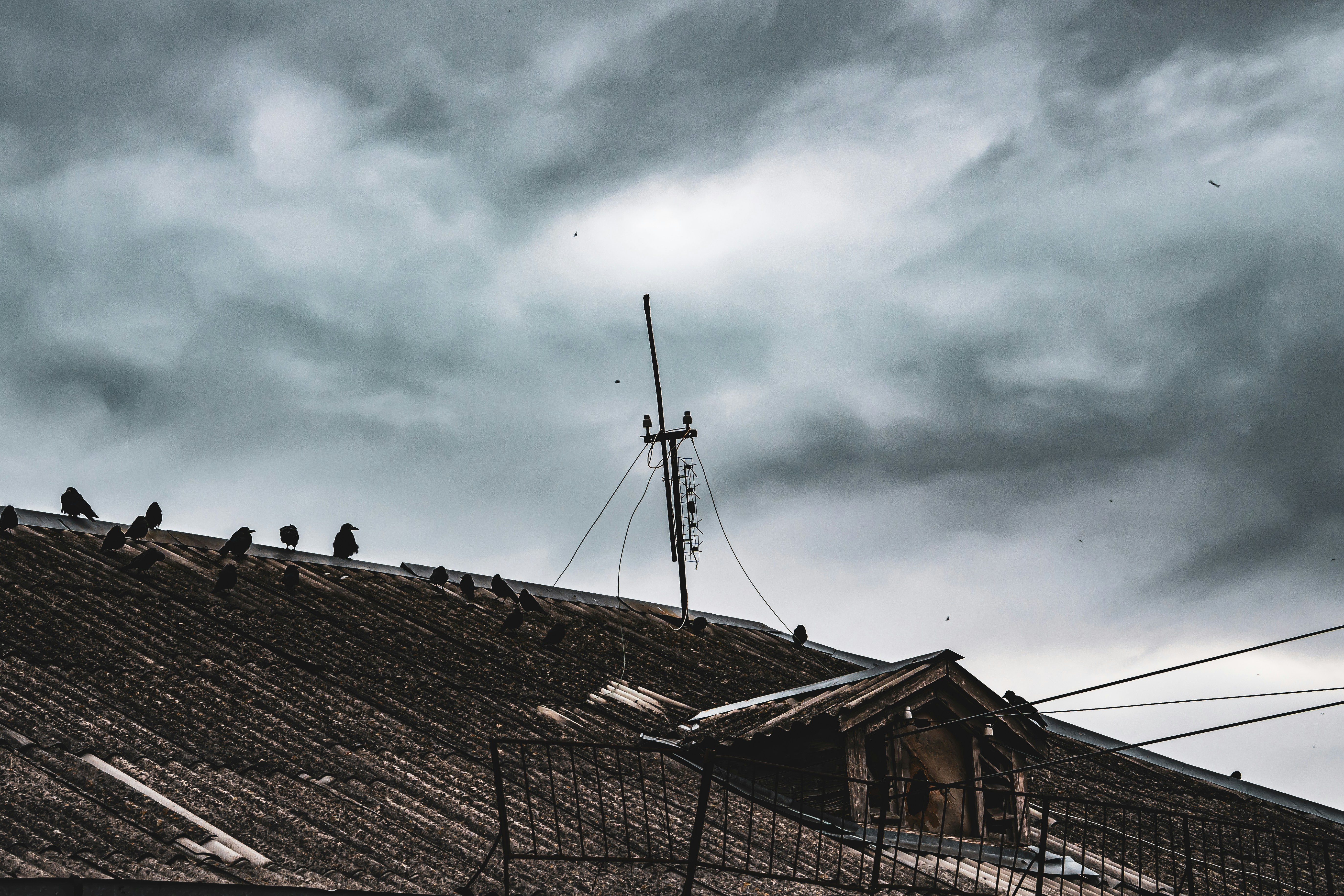 Rooftop Vagrants under a Tempest Sky