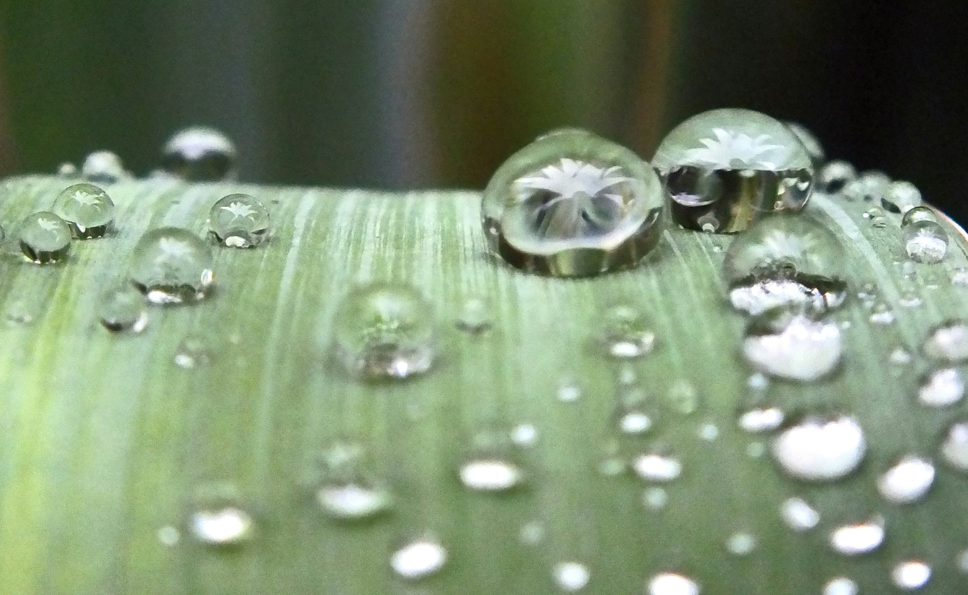 Macro Crown: Water Droplets on a Leaf Surface