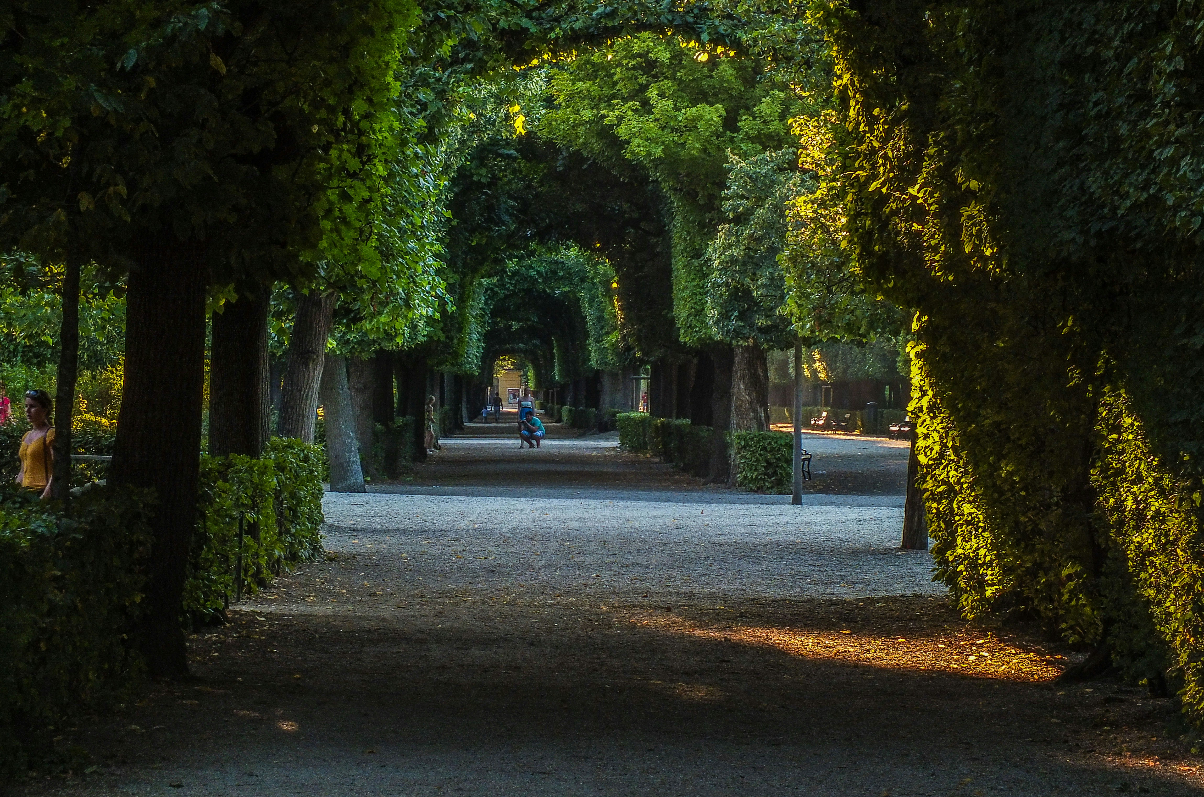 Azure Avenue: Dappled Light Beneath the Linden Arch