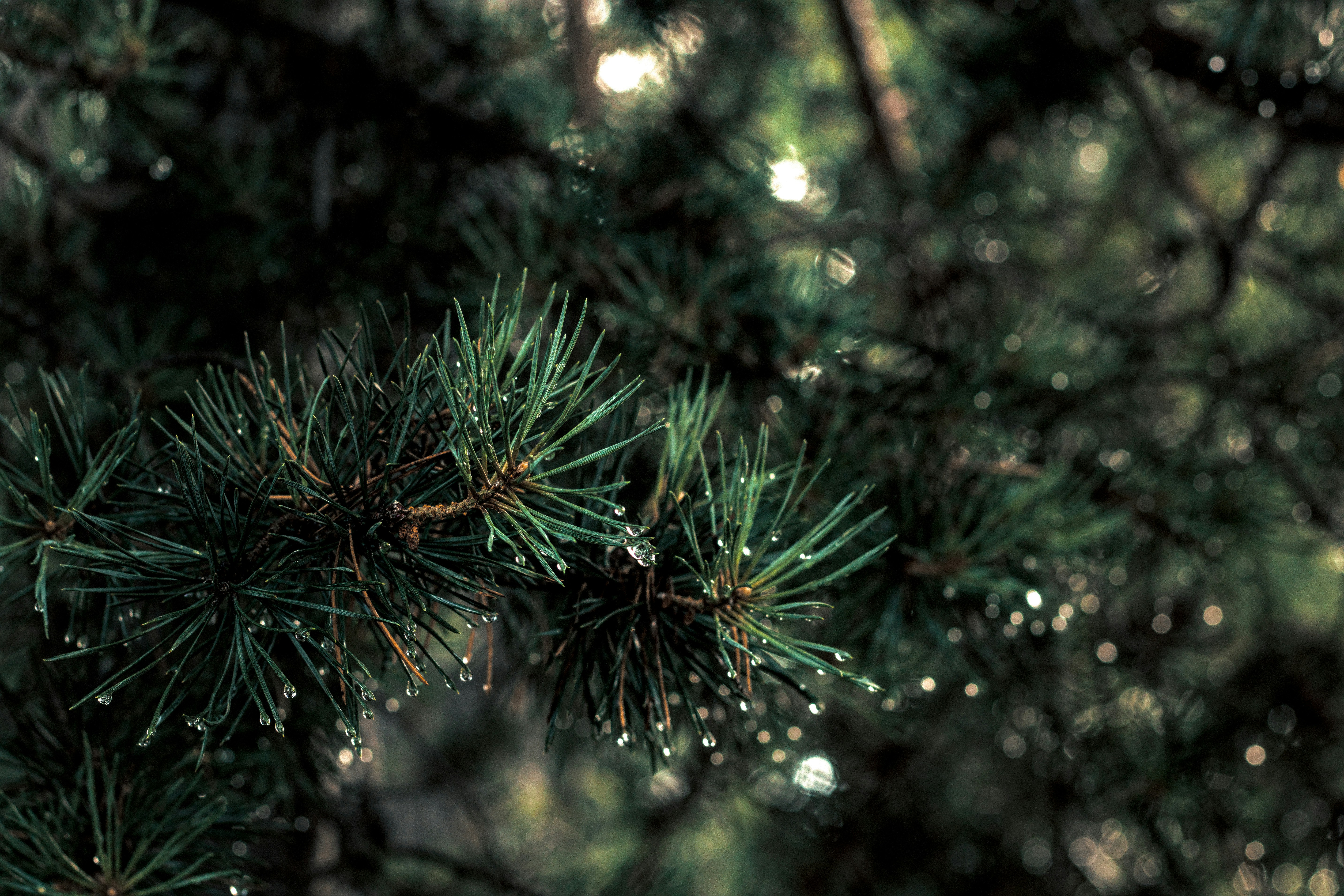 Close-up of pine needles with dew-drops catching light in a softly blurred forest background. A focused macro-like capture emphasizing texture and subtle bokeh, typical of nature photography.