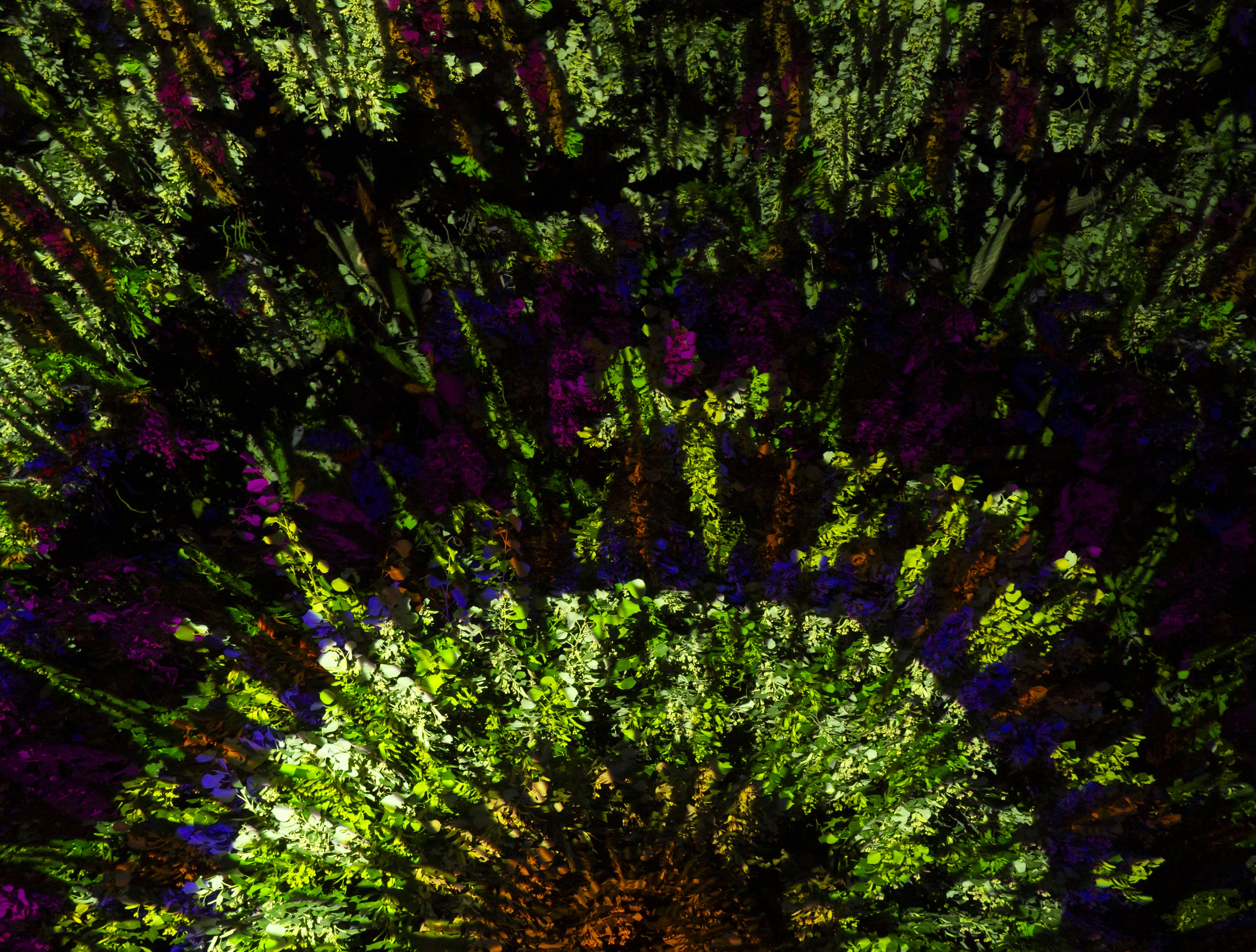 Concentric Canopy Burst