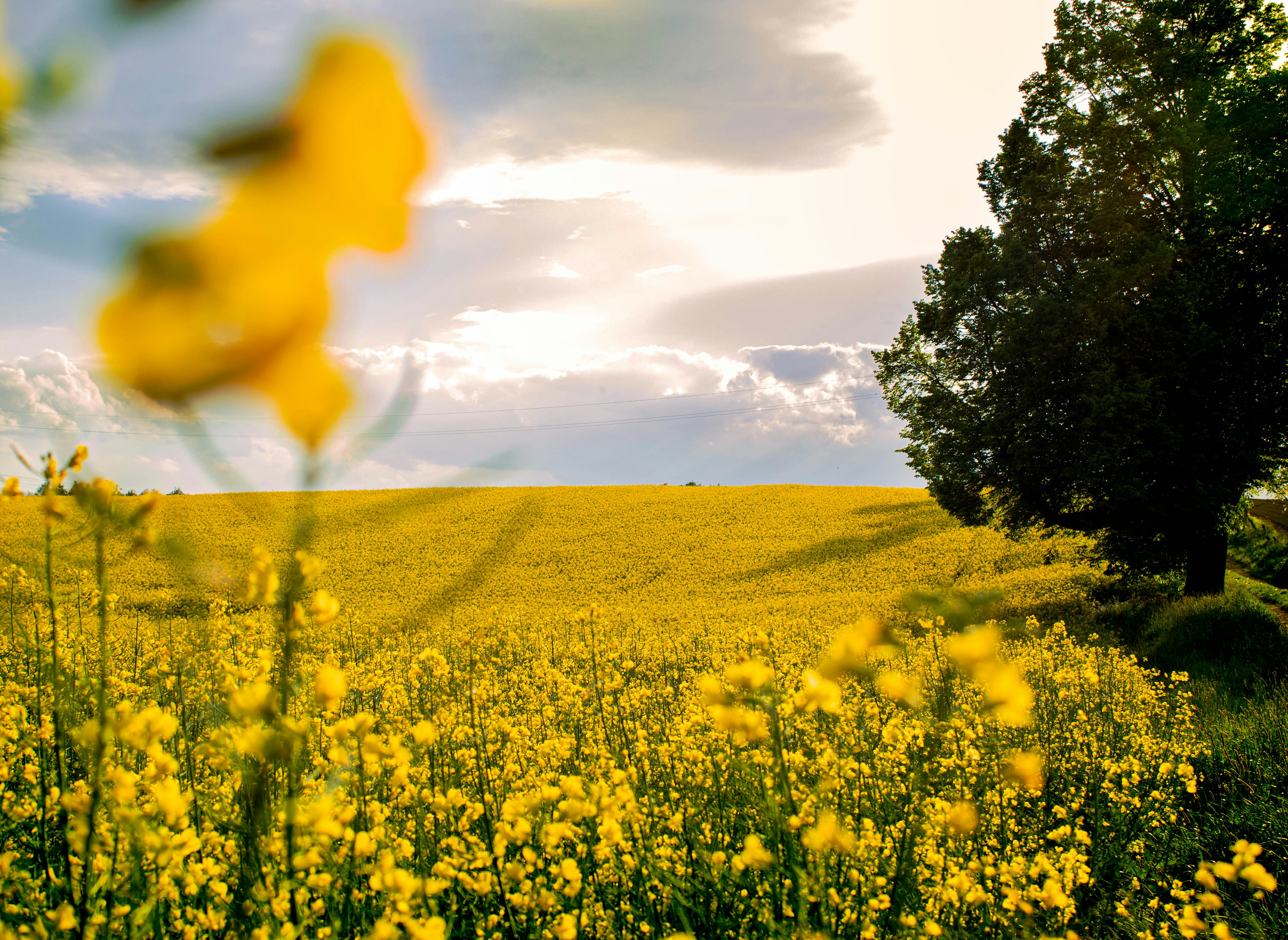 Sunlit Canola Sea Framed by a Lonely Tree