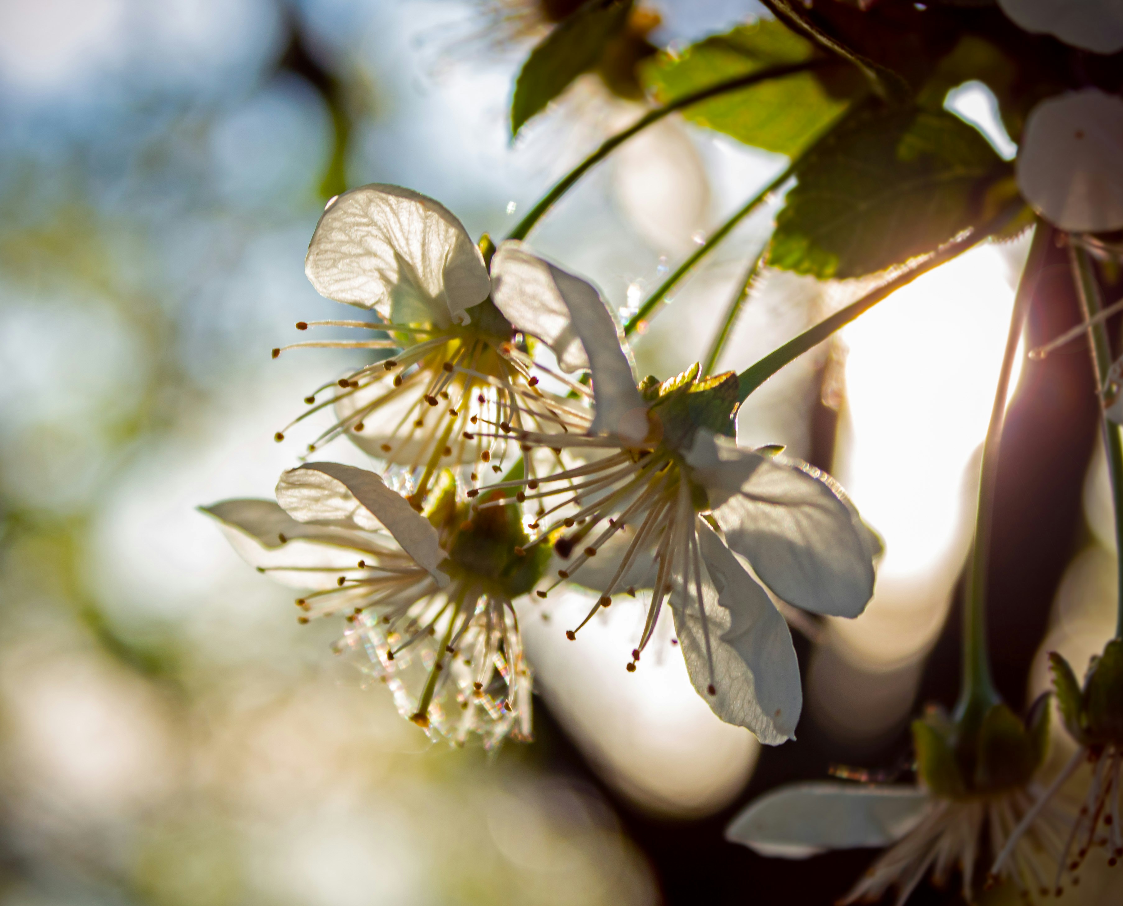Soft Bloom: White Petals Reaching for Spring Light