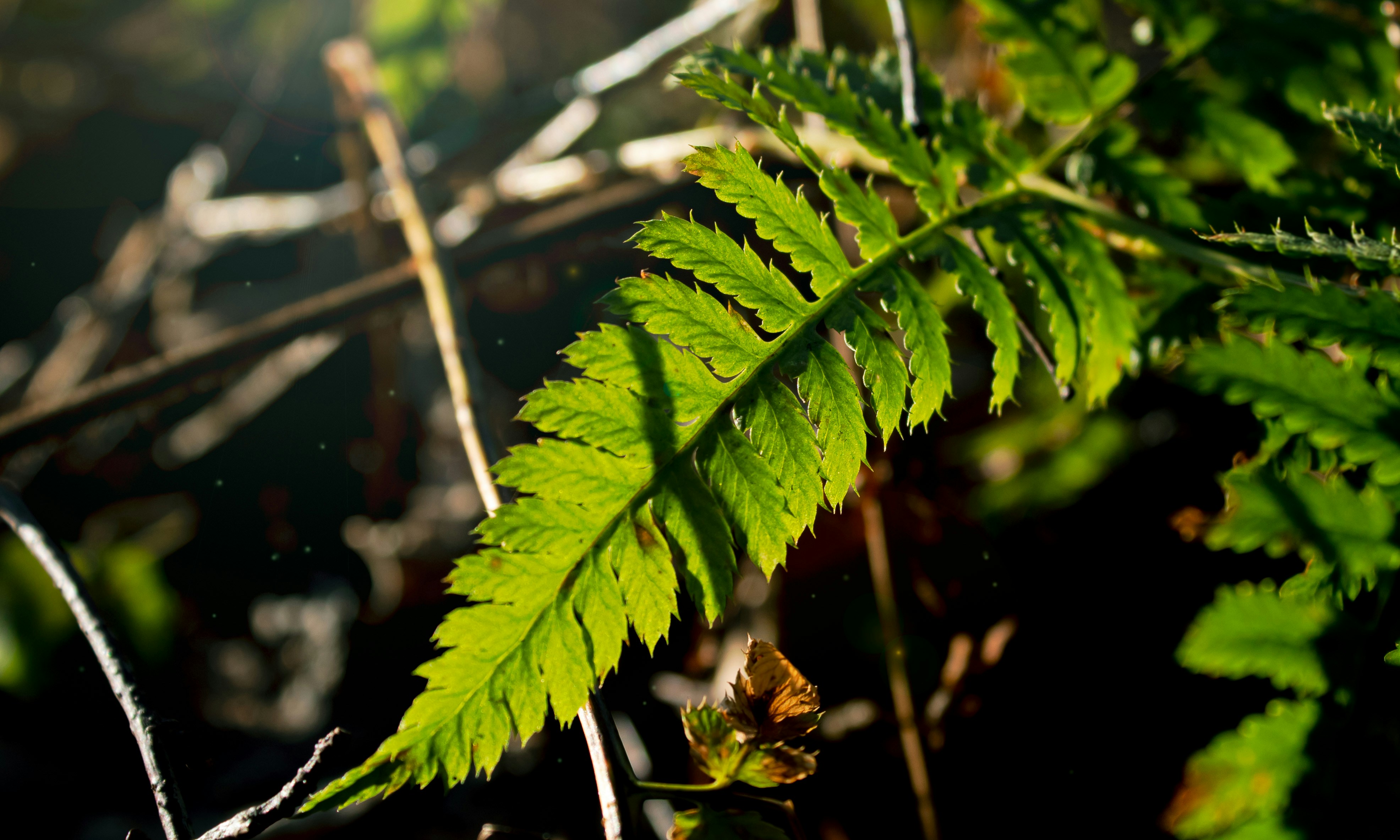 Sunlit Fern Frond: A Glimpse of Forest Quiet