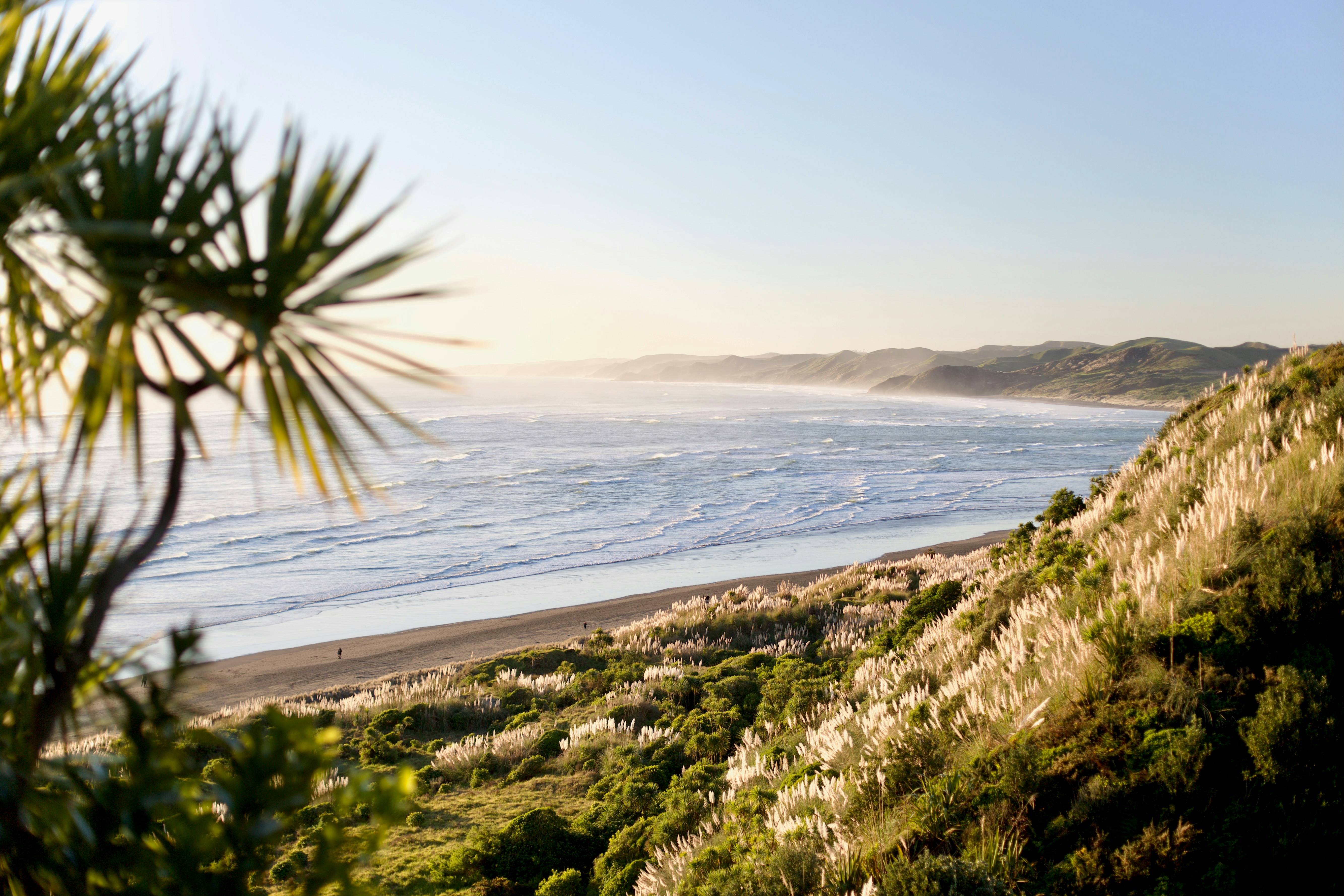 Bright coastal scene with a sandy beach and rolling dunes; foreground includes spiky foreground plants framing a distant shoreline; landscape emphasizes natural coast rather than a person or object. This is a photographic capture of a coastal vista.
