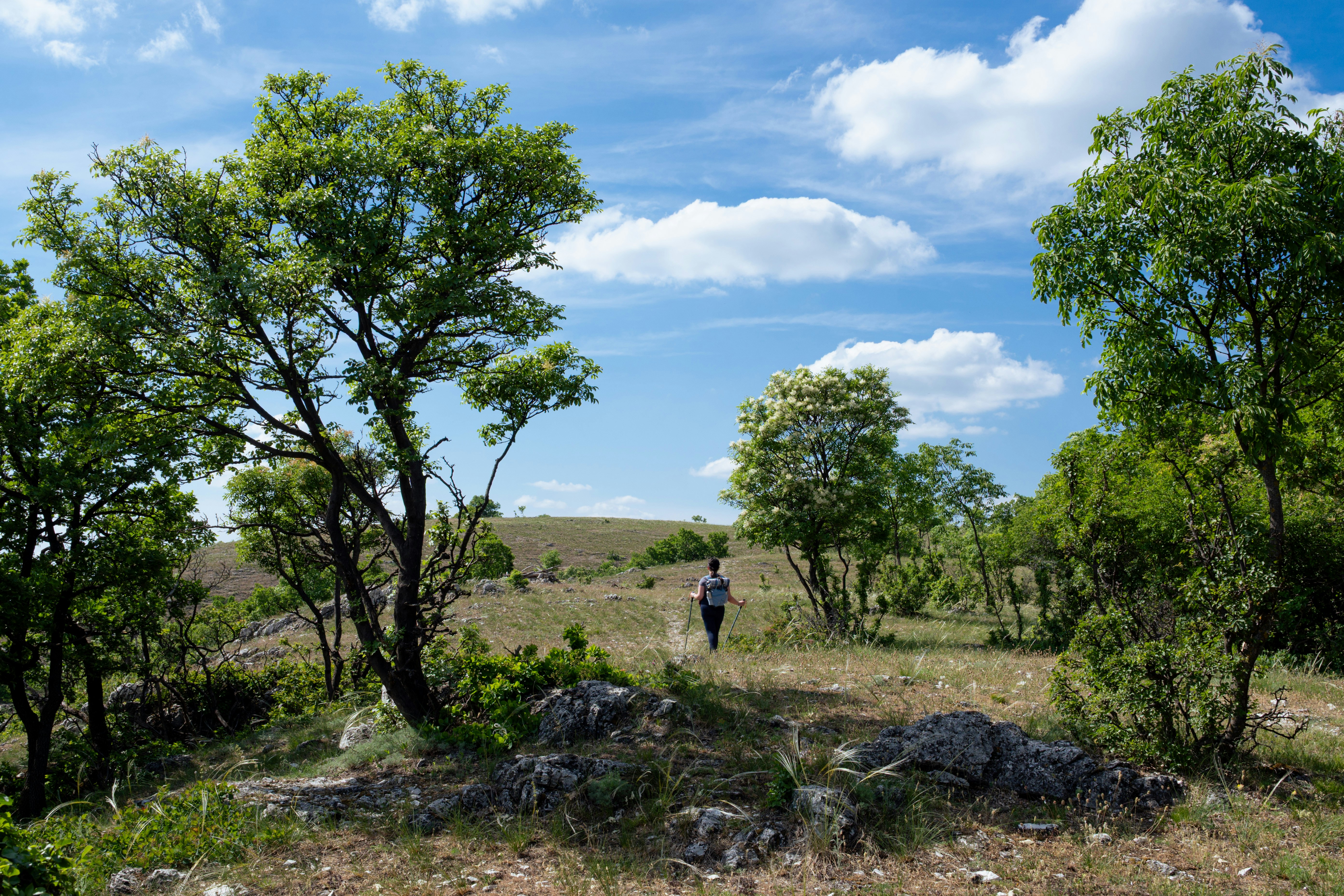 A lone hiker walks across a sunlit hilltop landscape framed by scattered trees and rocky ground, suggesting a tranquil outdoor trek. The scene is a photographic capture of a natural trail environment.