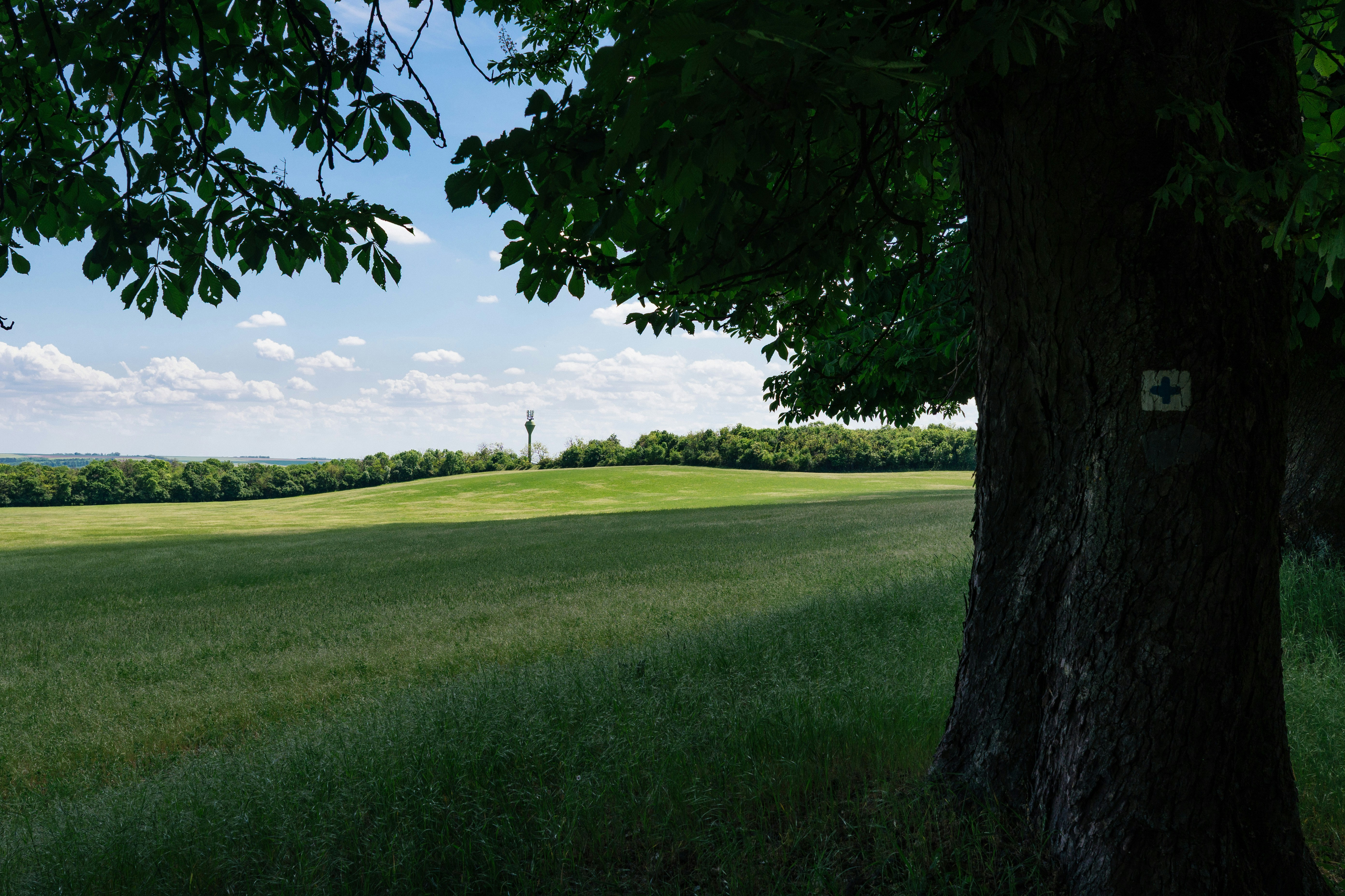Shade beneath the Tree: Tranquil Parkland and Distant Horizon