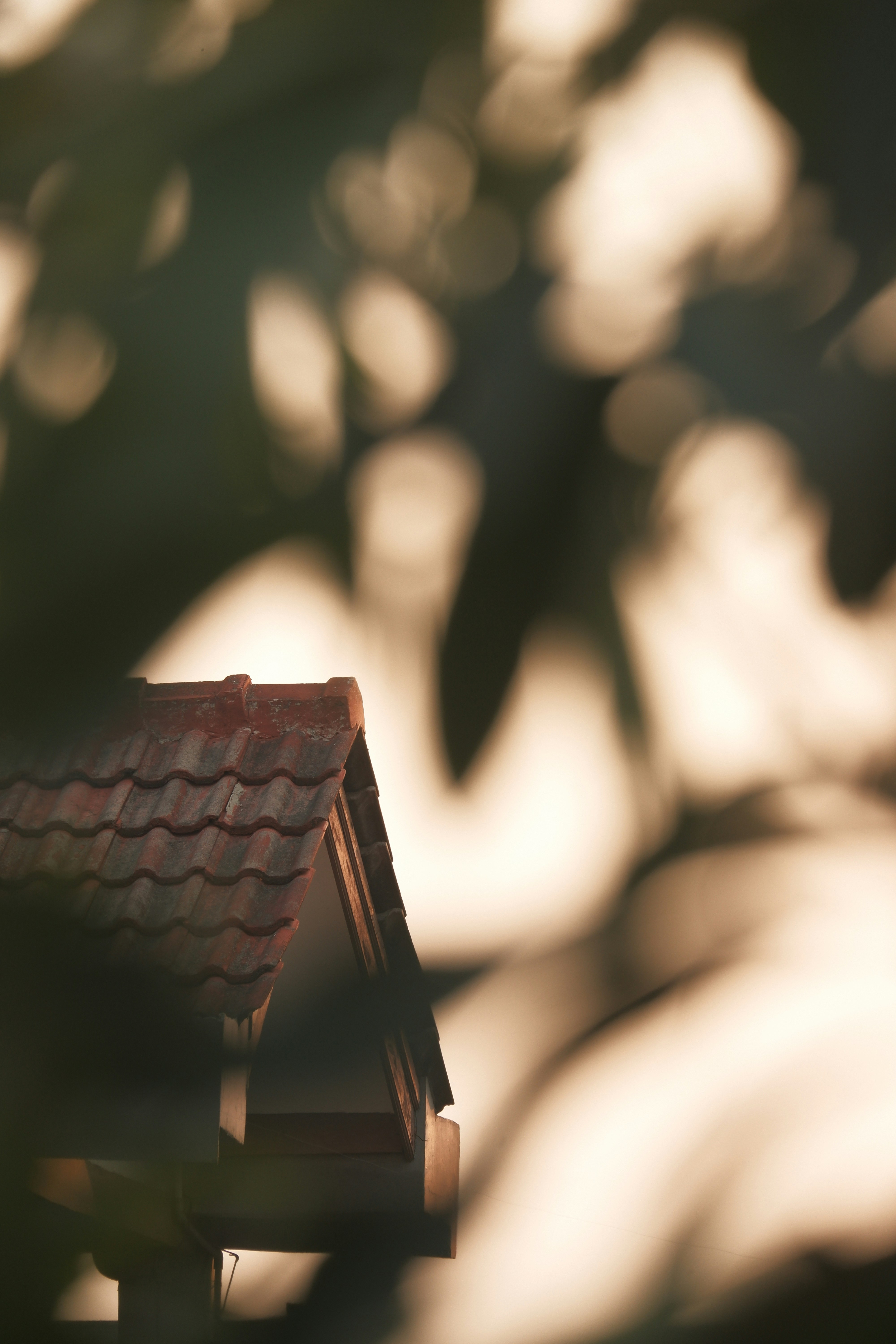 Sunlit Roofline Bokeh Aching Through Foliage