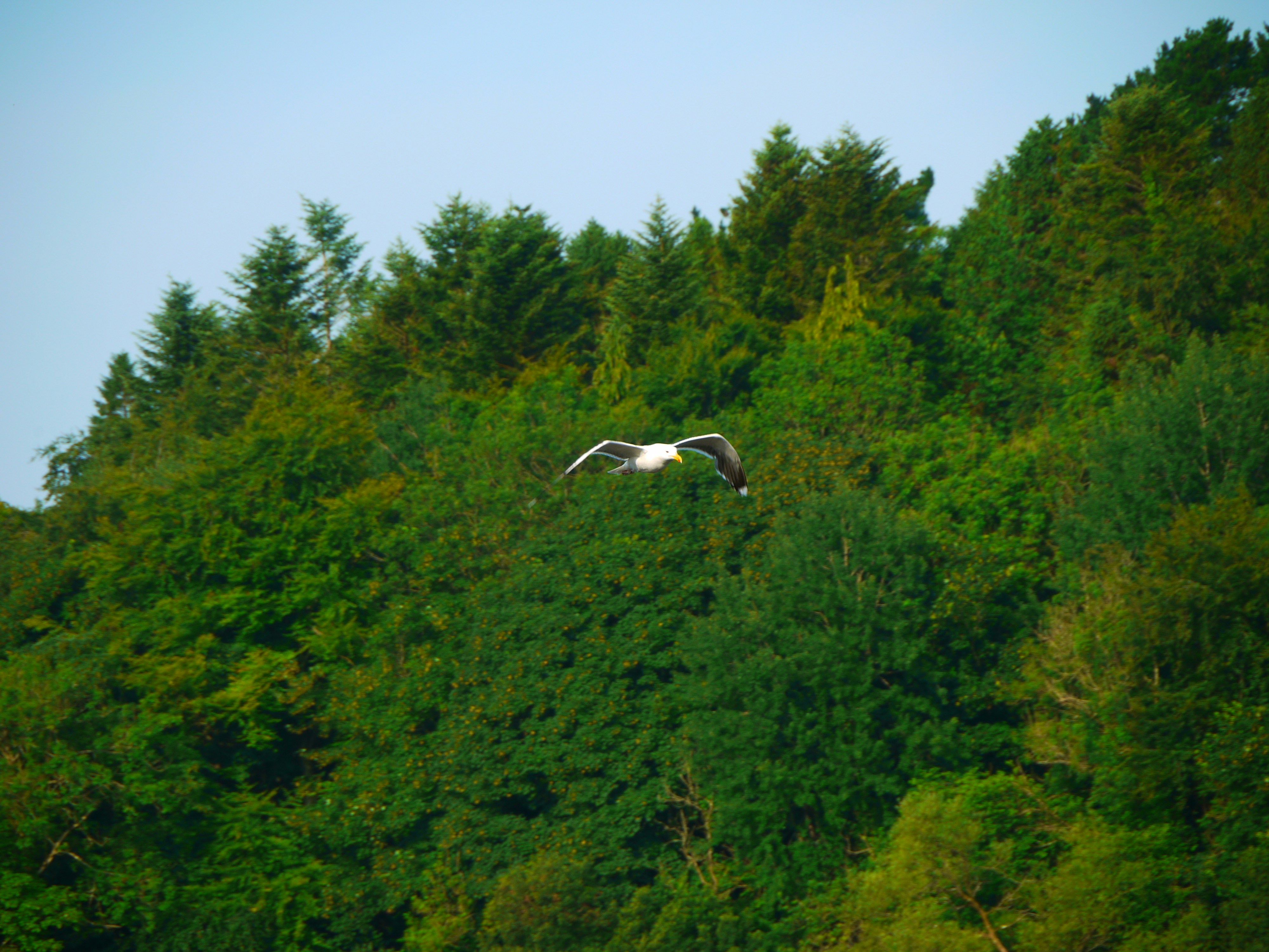 Gliding Quarry: A White-Tailed Bird Scans the Green Canopy