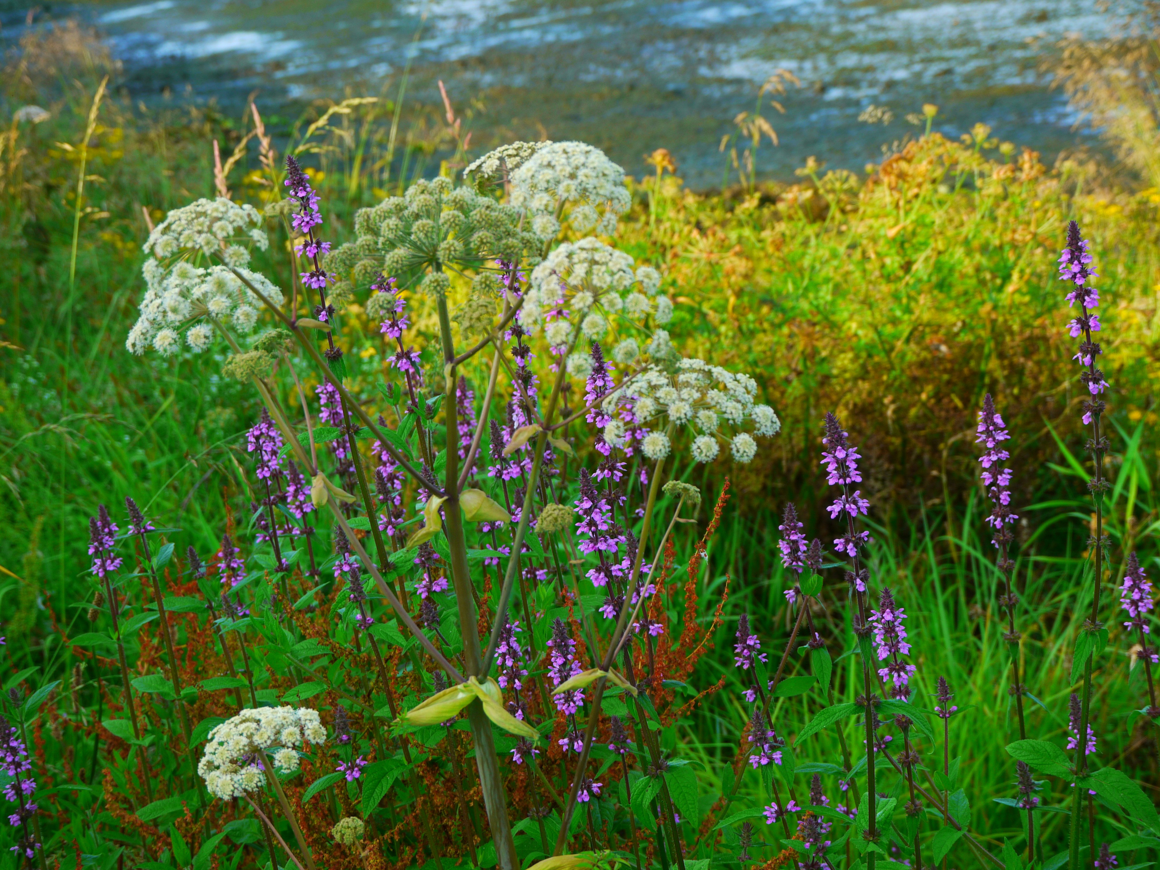 Wildflowers by the Tidal Edge: A Burst of Color by the Riverbank