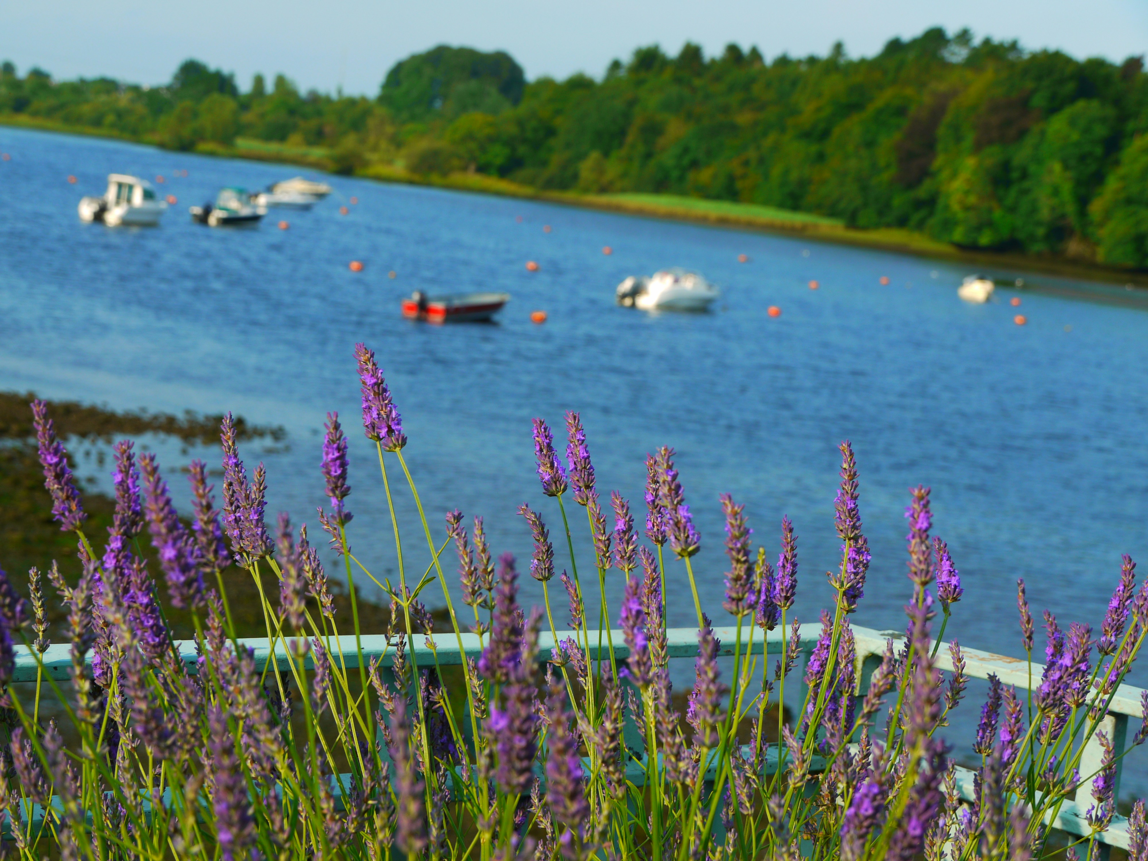 Lavender gaze at the tranquil harbor