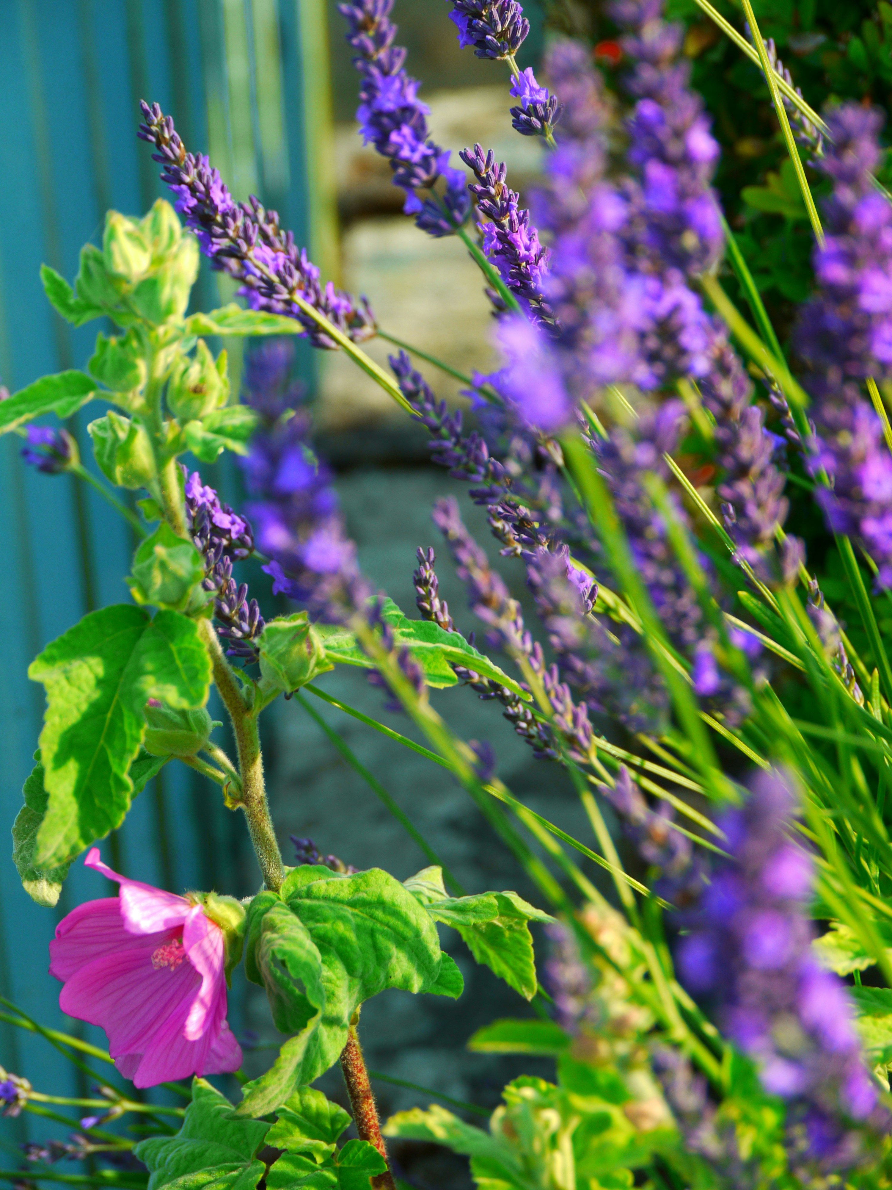 Lavender and Magnolia: a sunlit garden bouquet bending in spring breeze