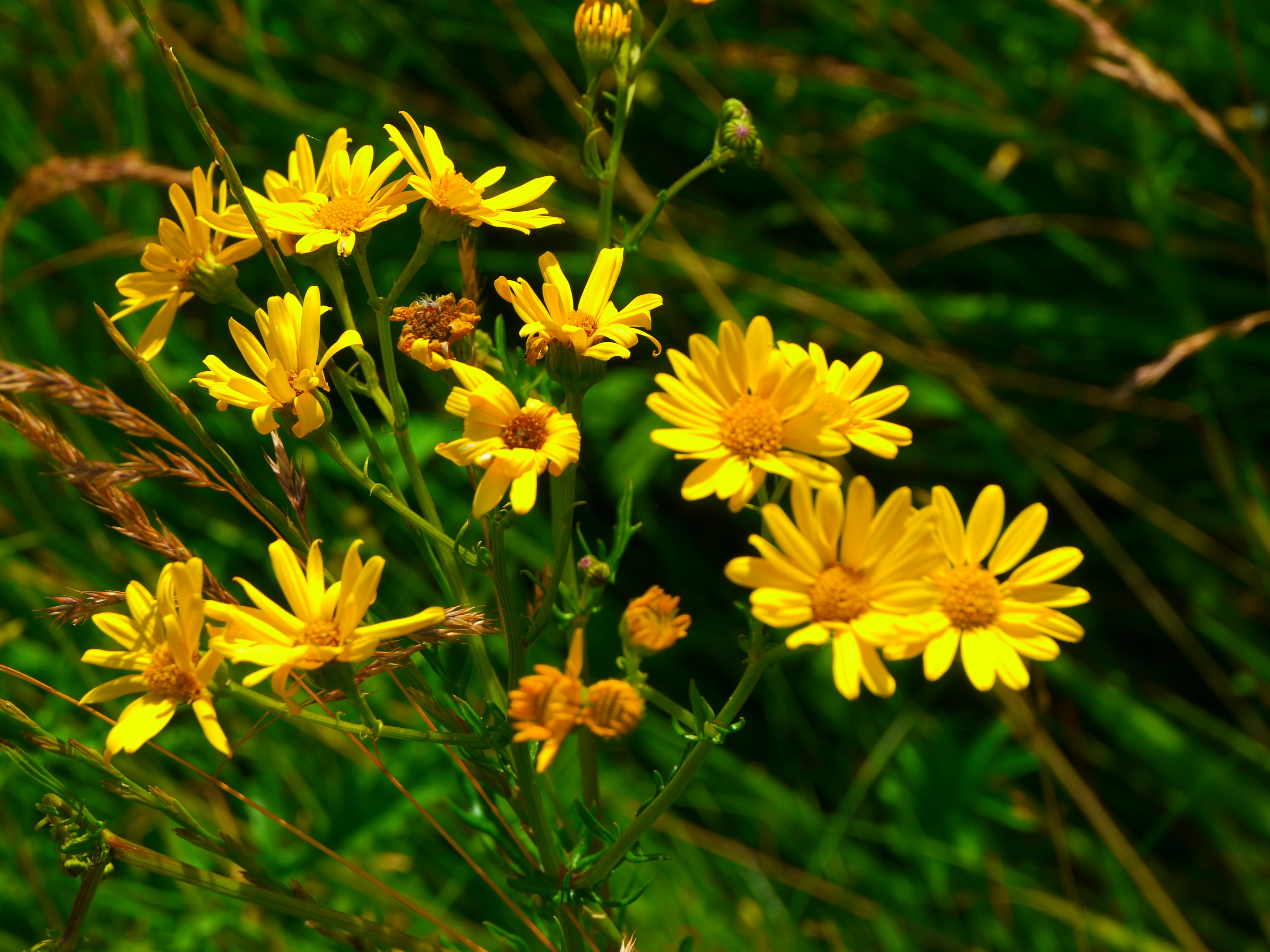 Sunny Meadow Bloom: A Cluster of Yellow Asters in Wild Grass