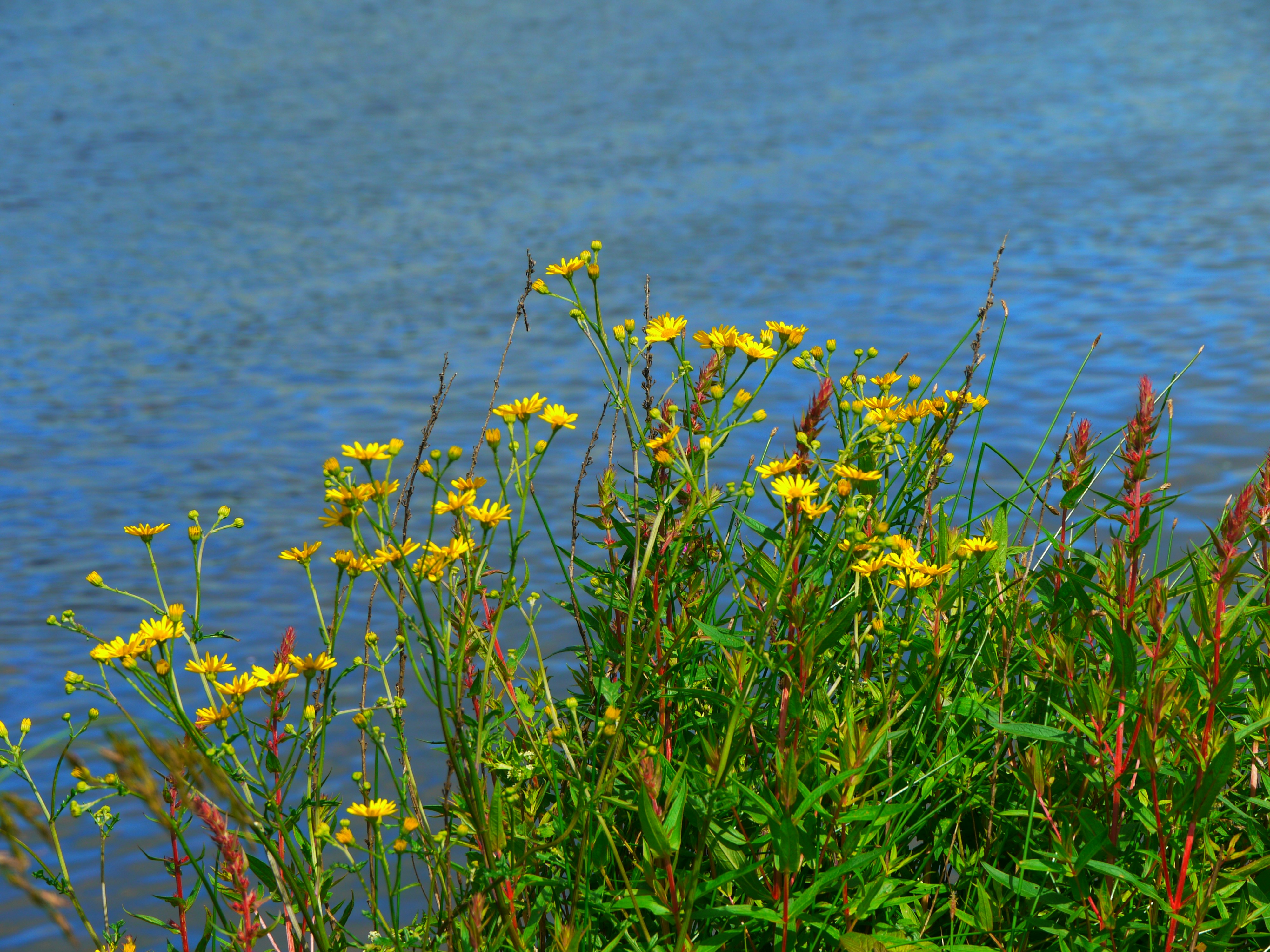 Golden Wildflowers by a Quiet Waterline