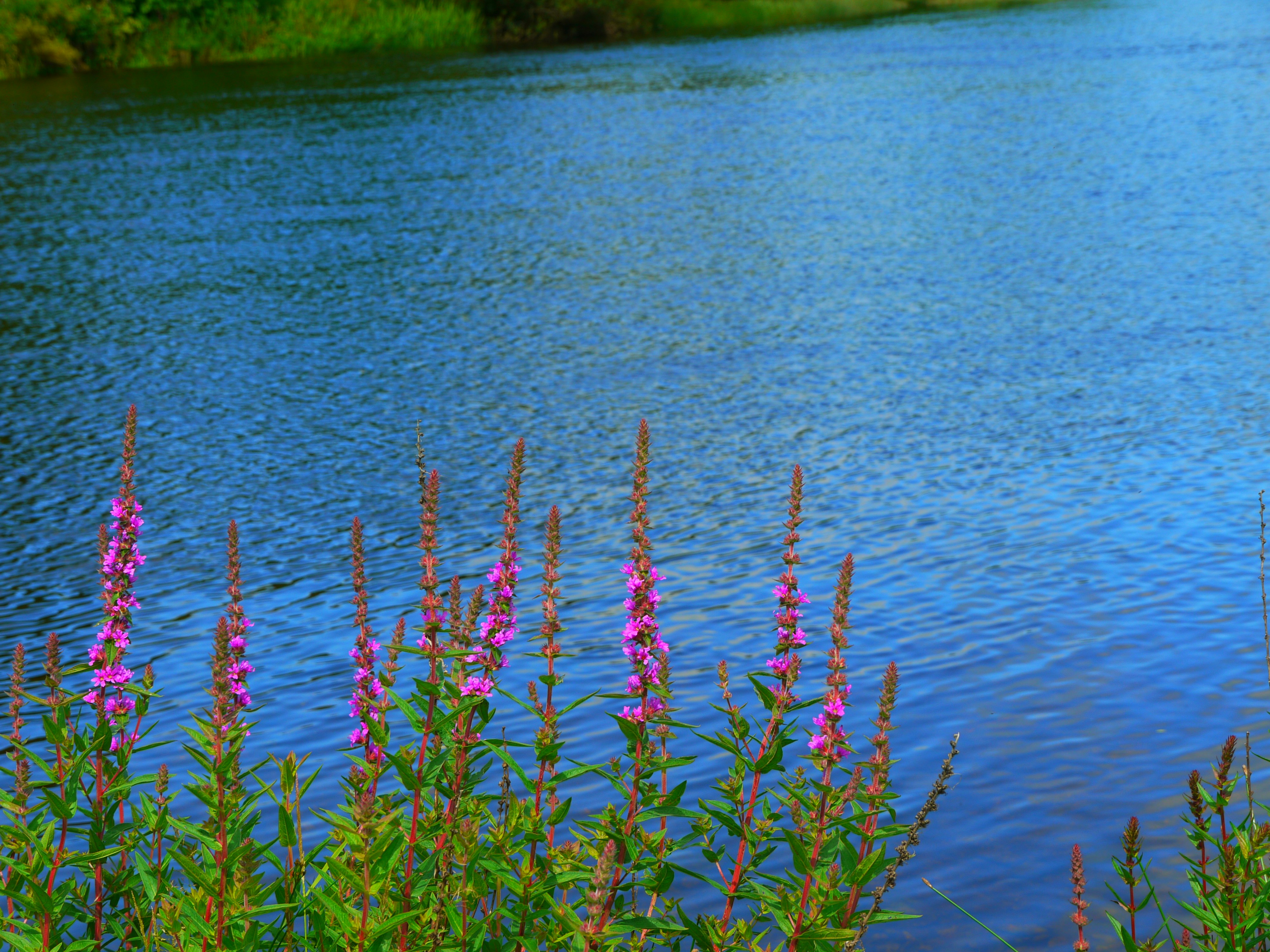 Pink Wildflowers by a Quiet Lakeside