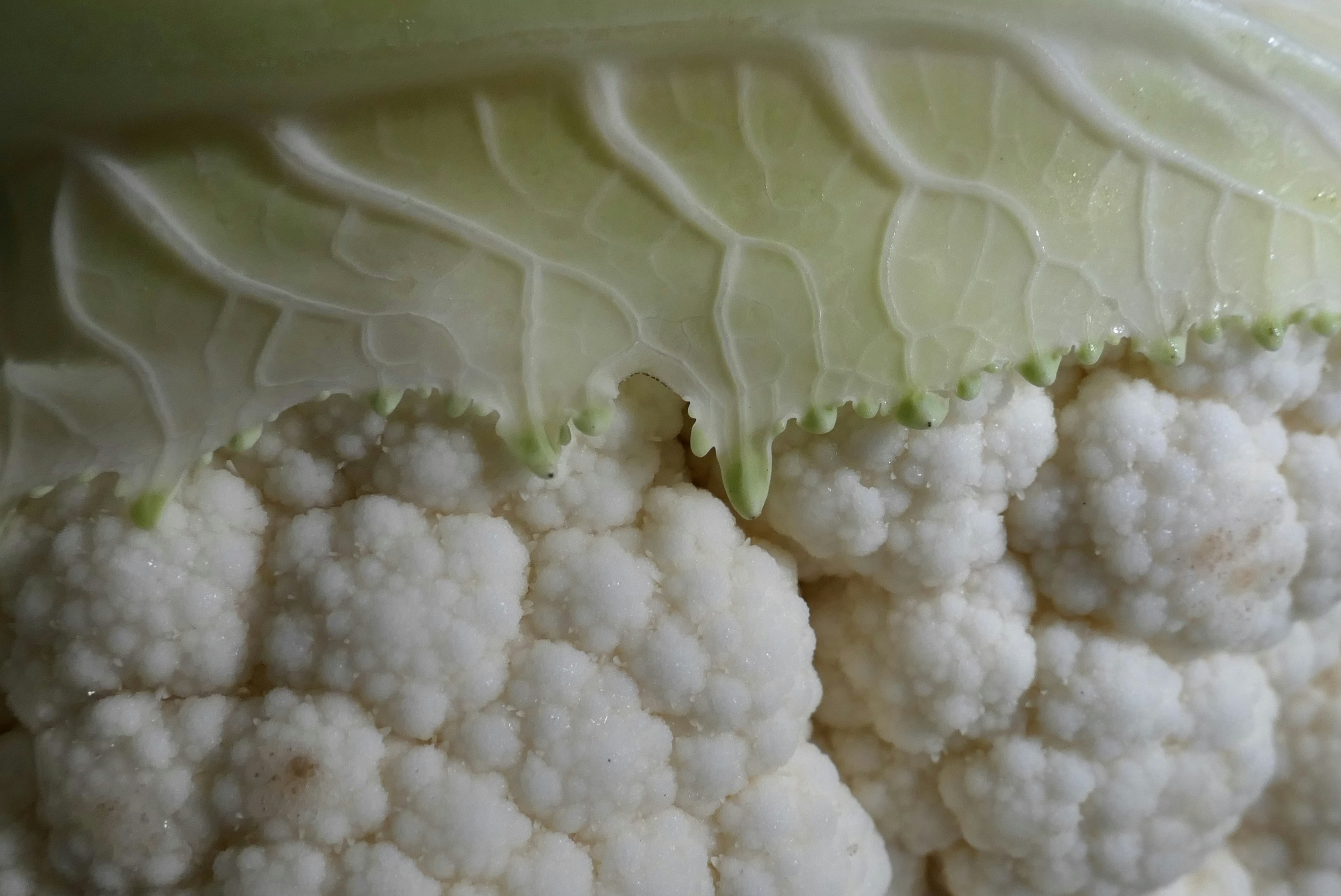 Close-upture: Cabbage Crown Above a Curled Cauliflower